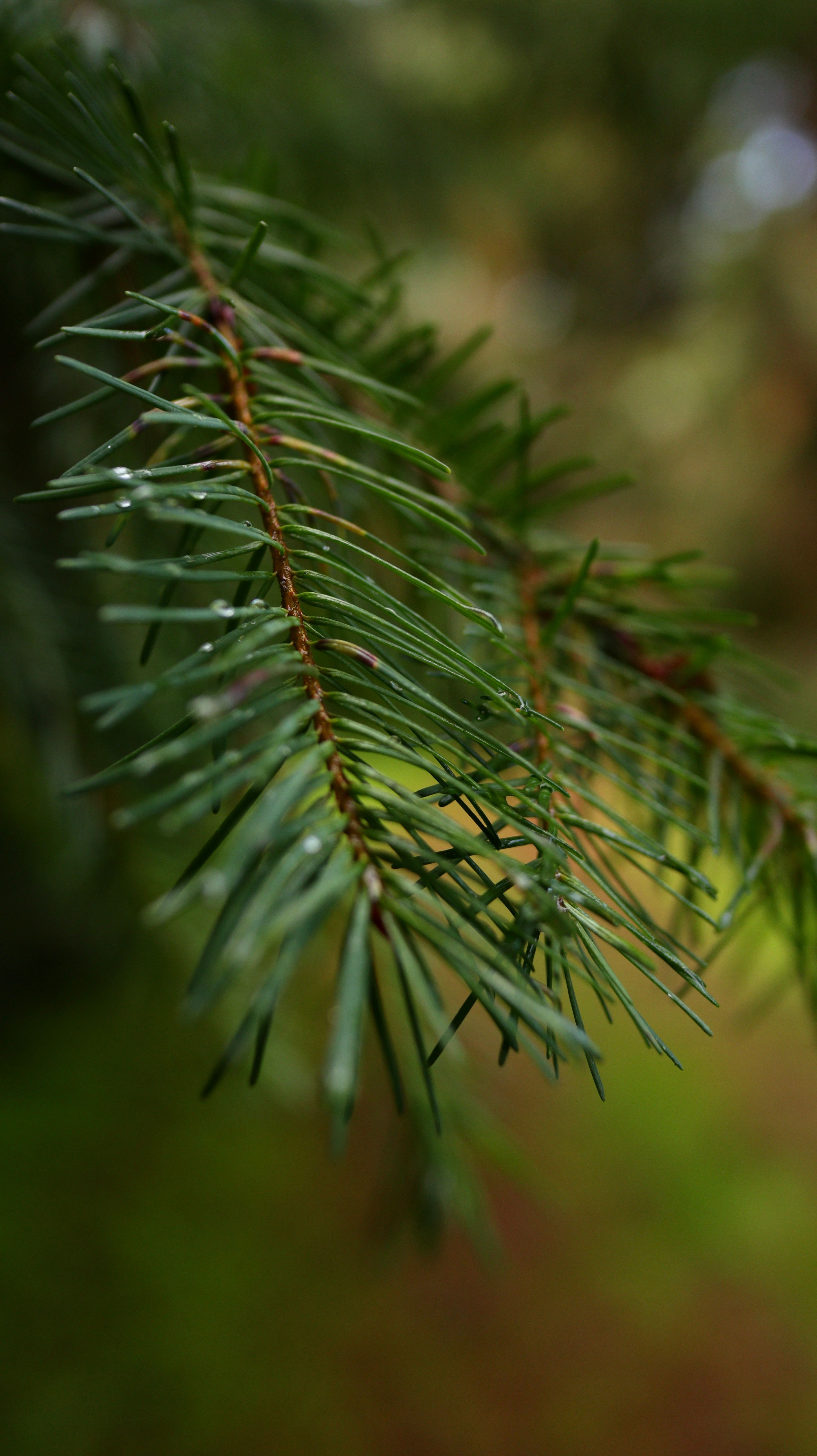 Close-up of Evergreen Pine Needles Outdoors · Free Stock Photo