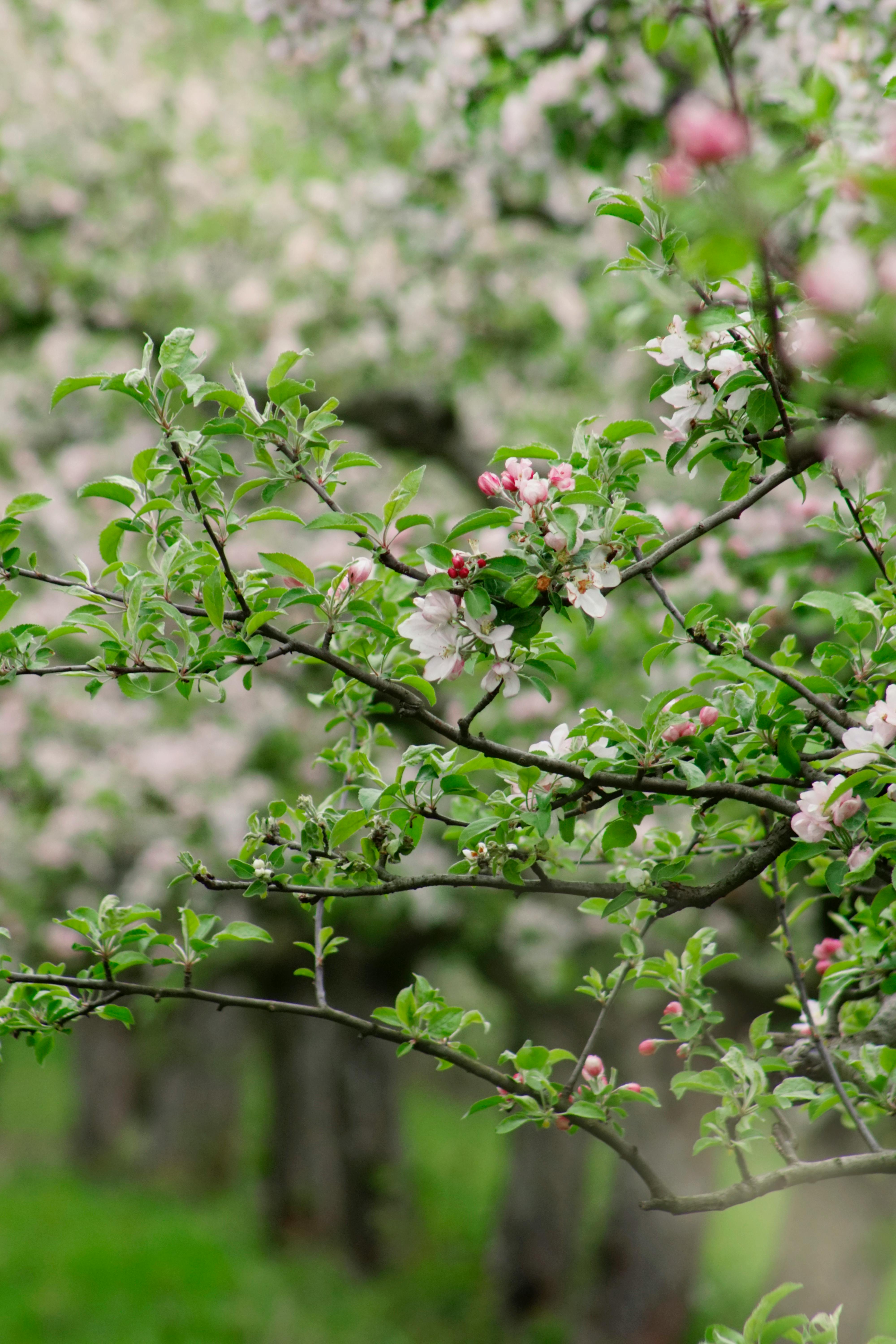 Lush Orchard in Bloom During Springtime · Free Stock Photo