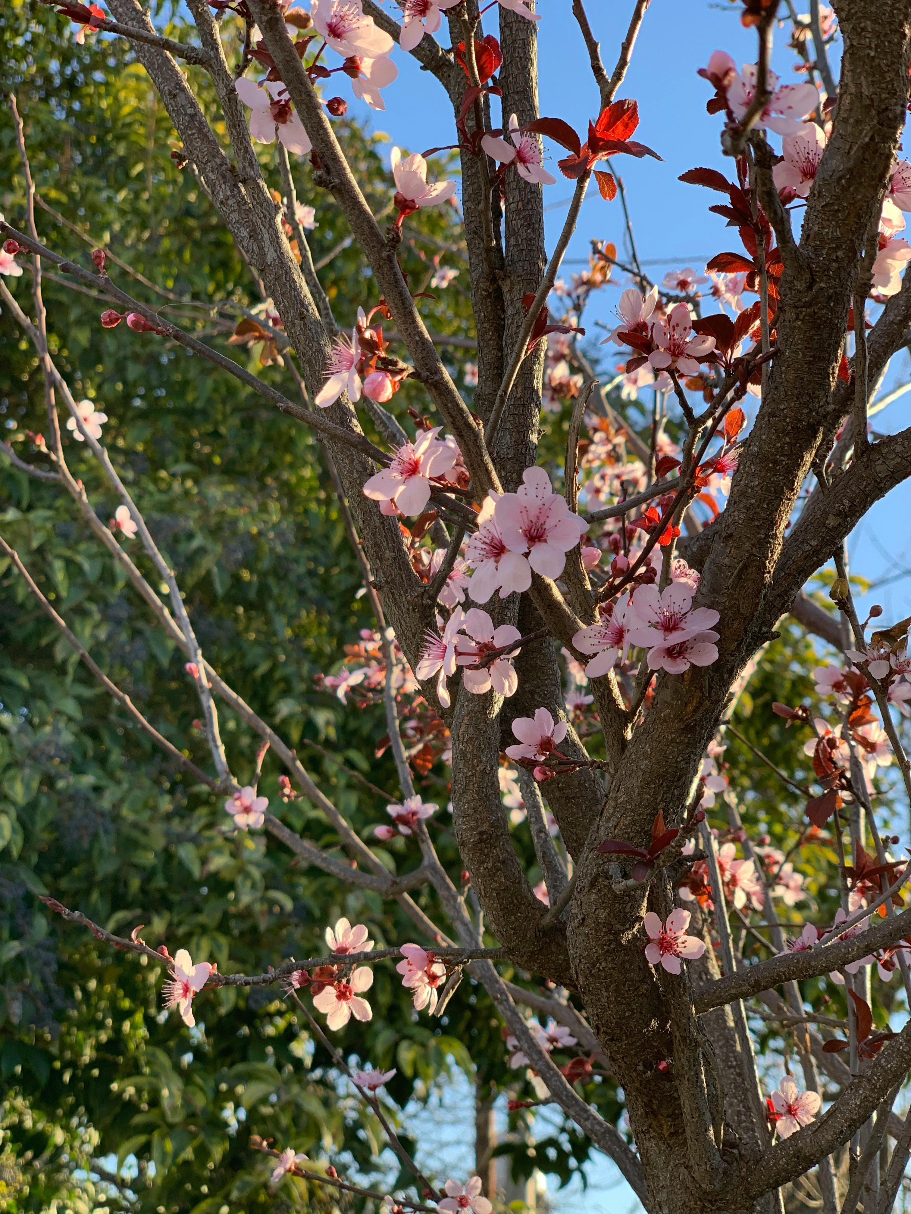 Cherry Blossom Tree in Full Bloom Under Blue Skies · Free Stock Photo