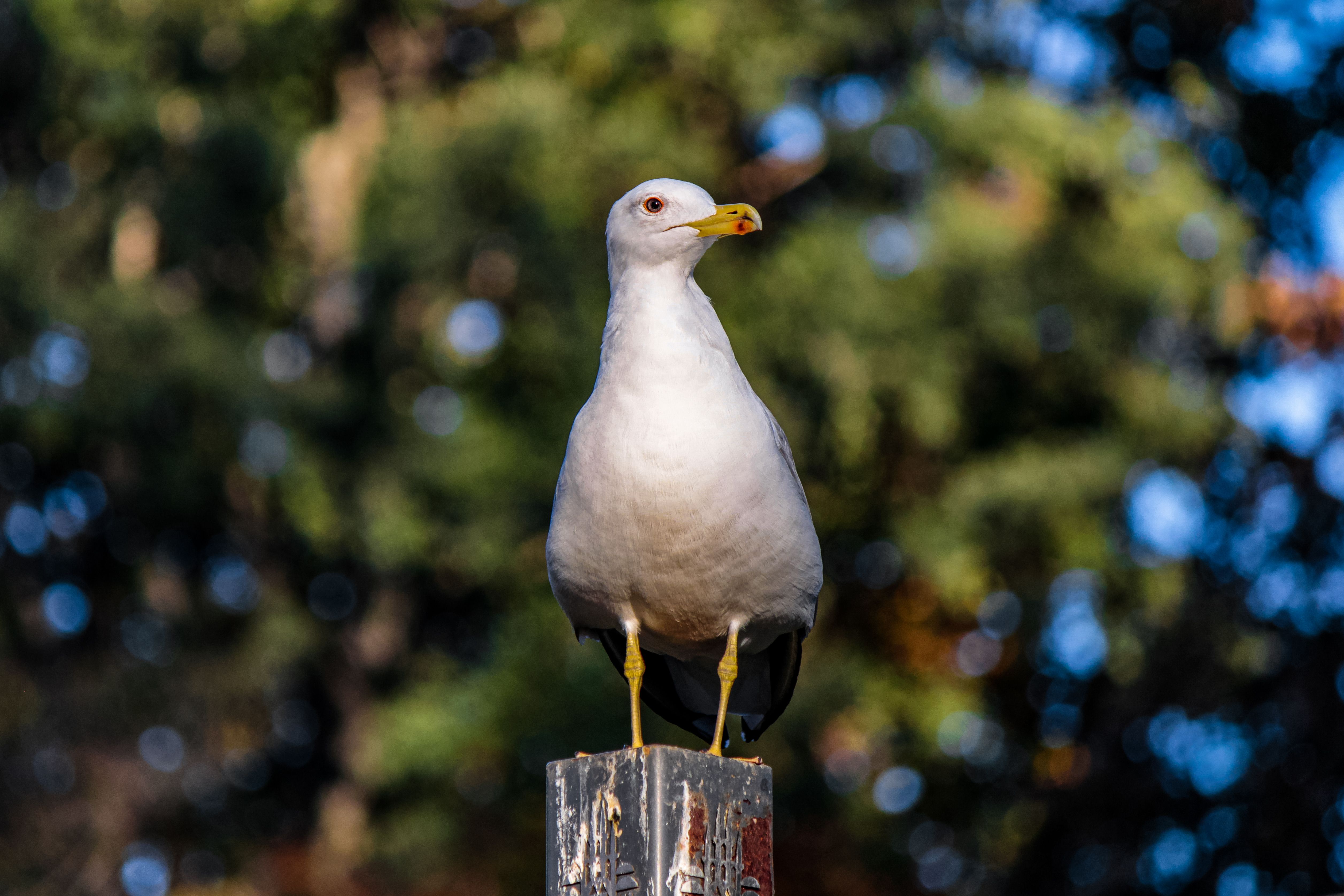 Seagull Perched in İstanbul's Scenic Outdoors · Free Stock Photo