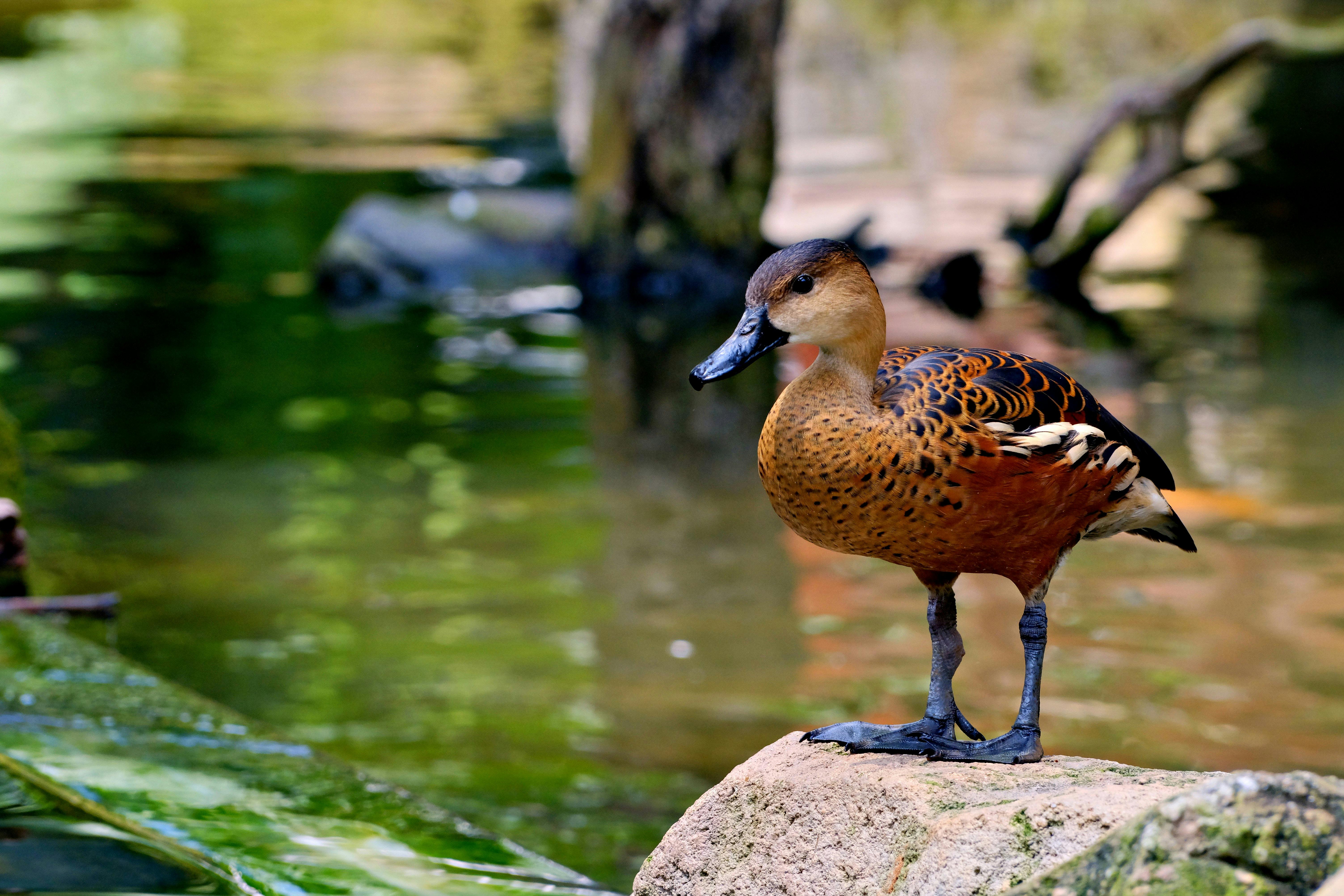 Fulvous Whistling-Duck by a Serene Pond · Free Stock Photo