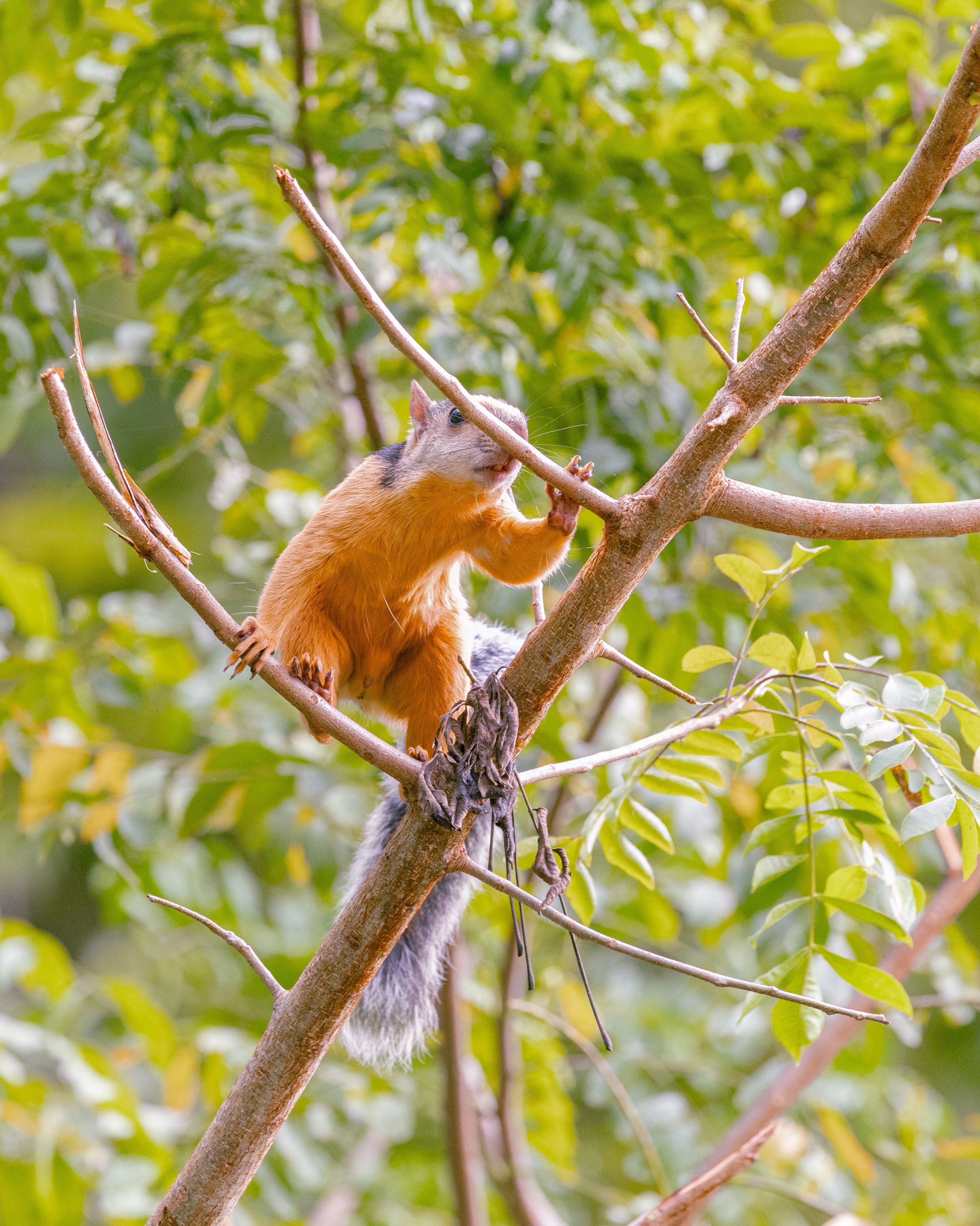 Tropical+Rainfall+Dti Photos, Download The BEST Free Tropical+Rainfall ...