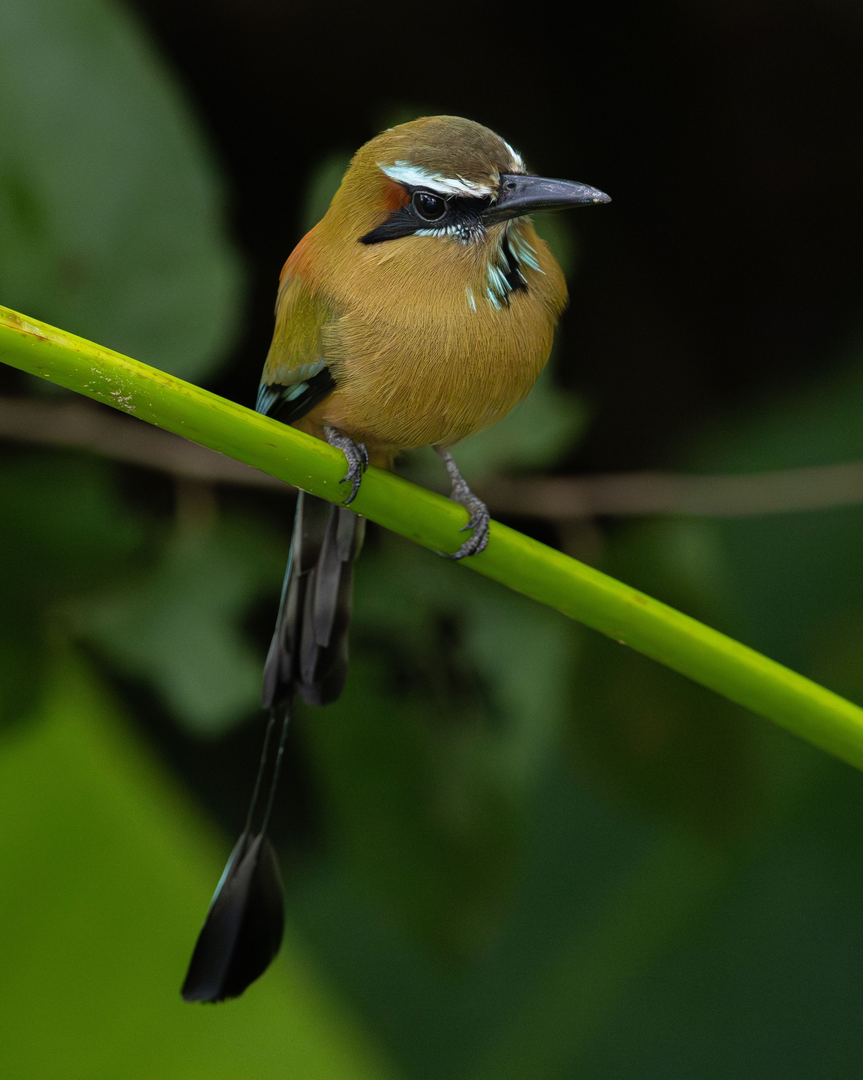 Tropical+Rainfall+Dti Photos, Download The BEST Free Tropical+Rainfall ...