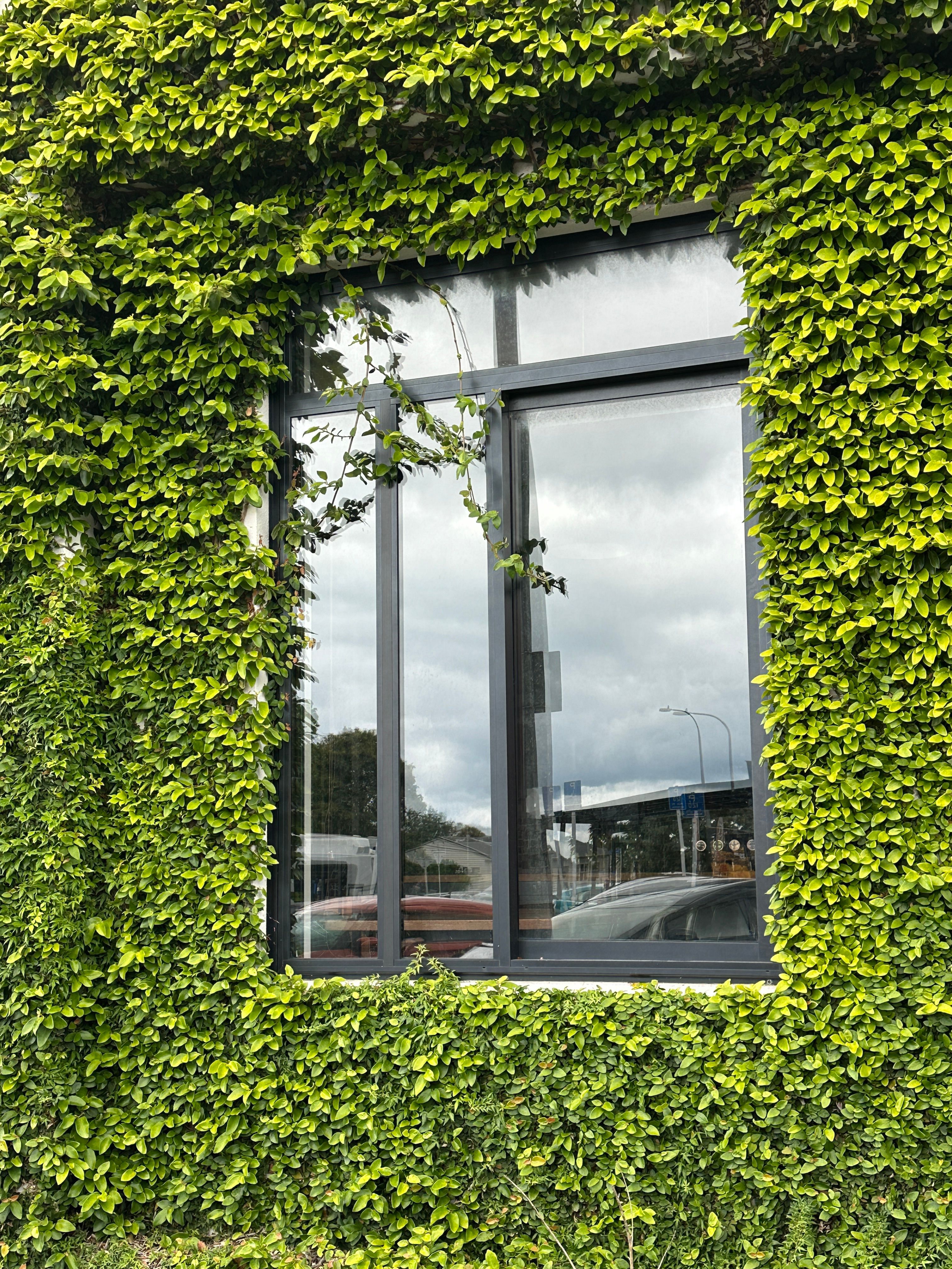 Glass Window Covered by Vibrant Green Ivy · Free Stock Photo
