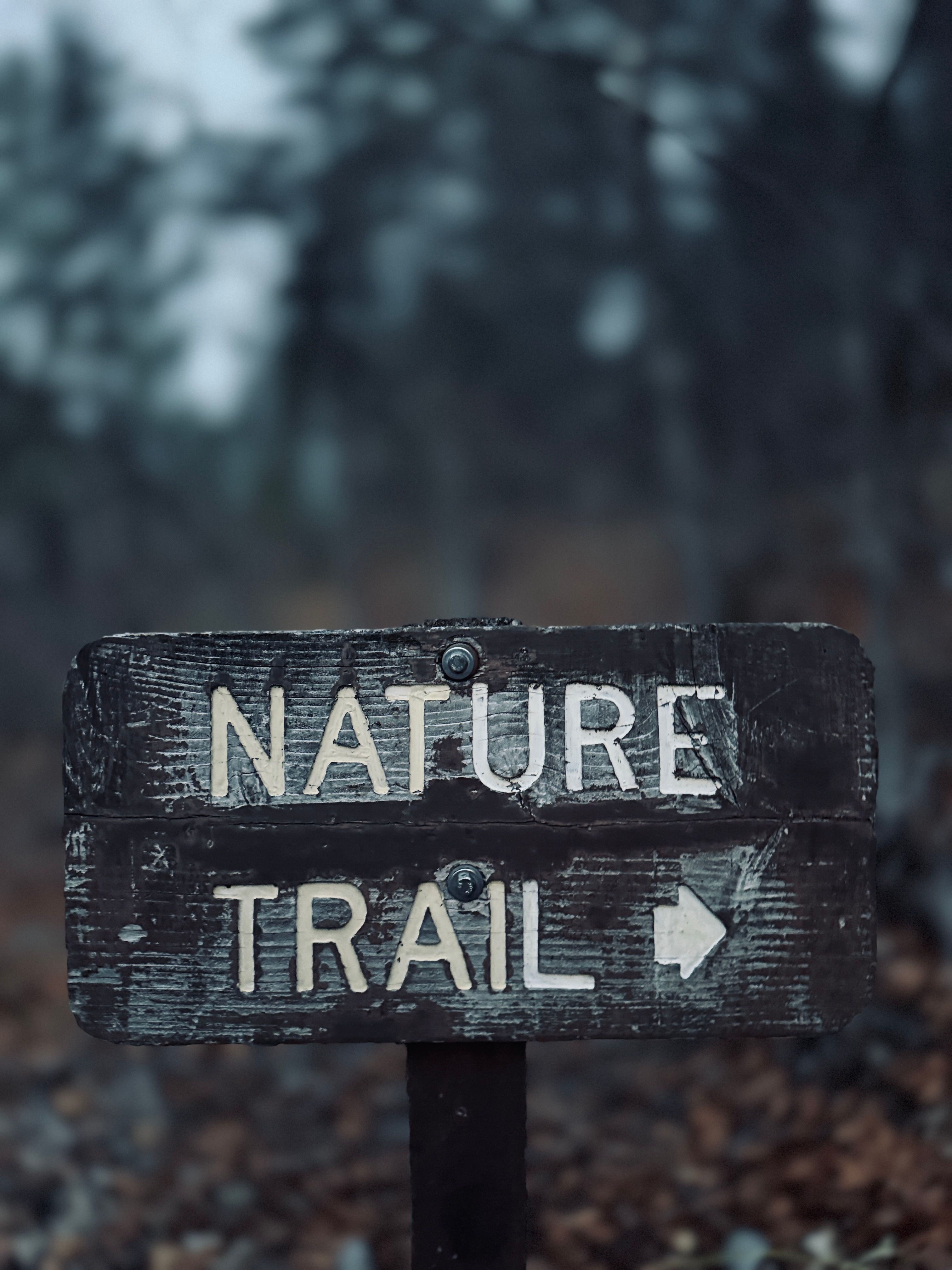 Rustic Nature Trail Sign in Forest Setting · Free Stock Photo