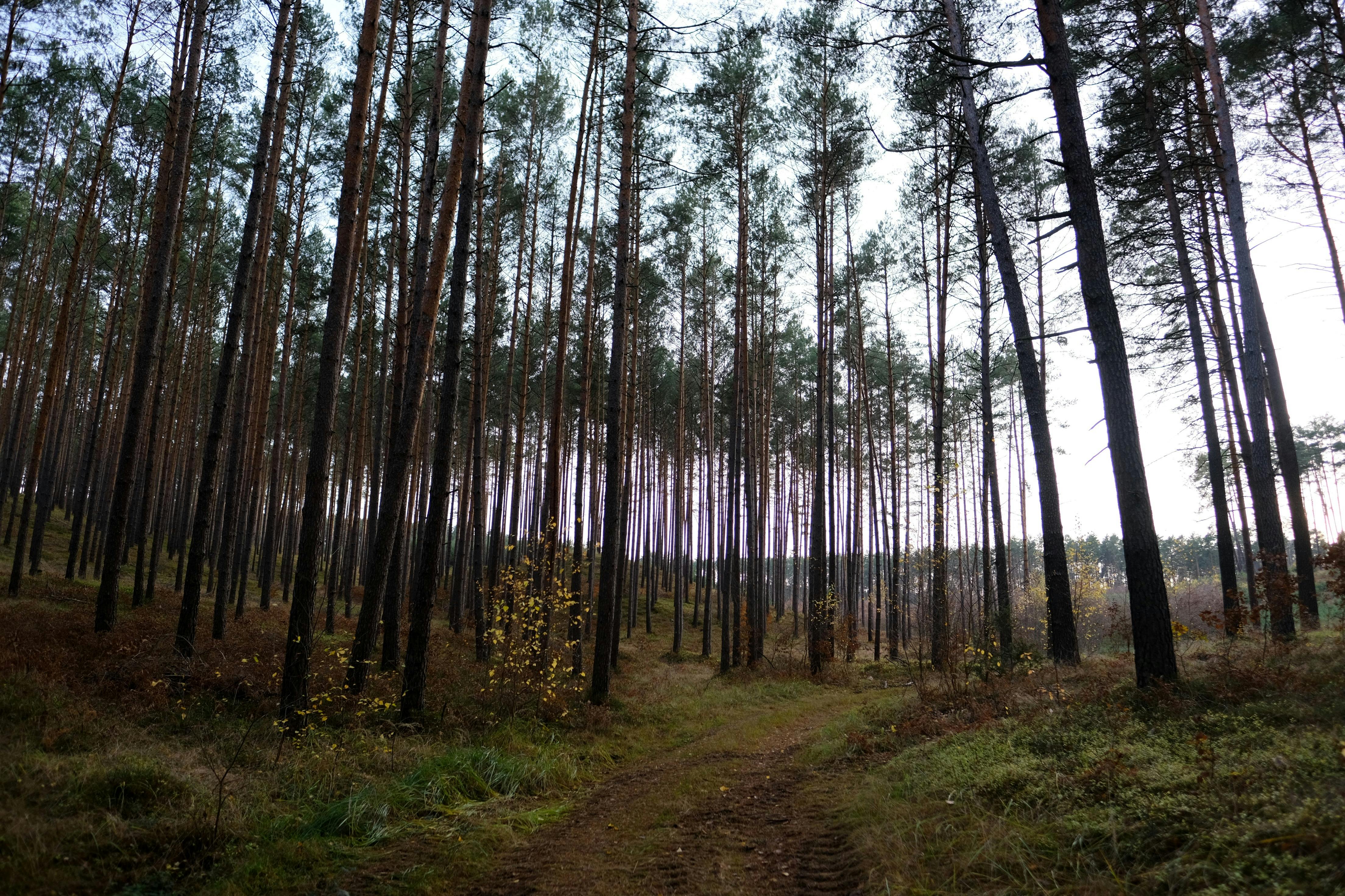 Serene Forest Path in Tall Pine Woods · Free Stock Photo
