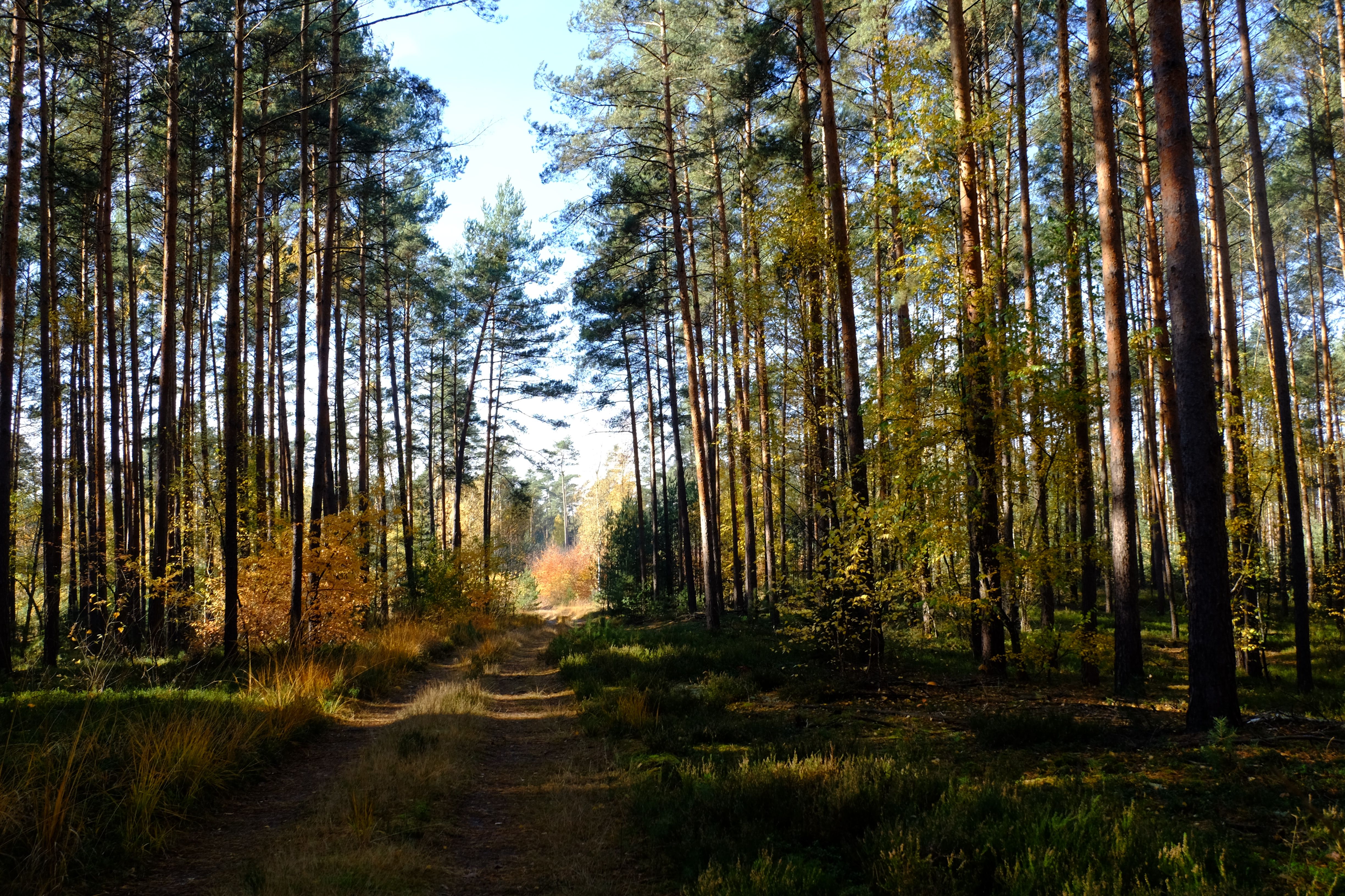 Serene Sunlit Path Through Tall Forest Trees · Free Stock Photo