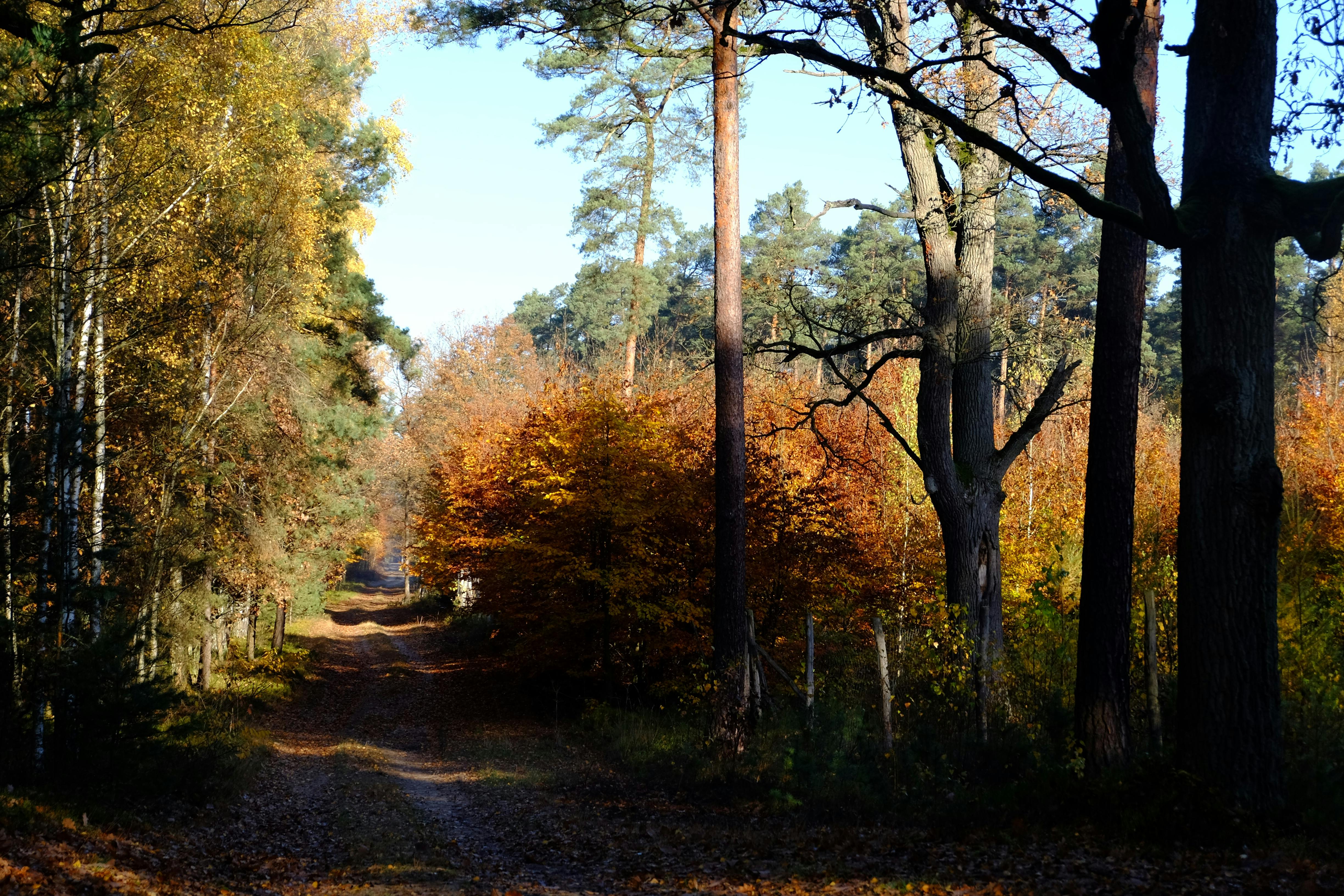 Tranquil Autumn Forest Pathway Scenery · Free Stock Photo