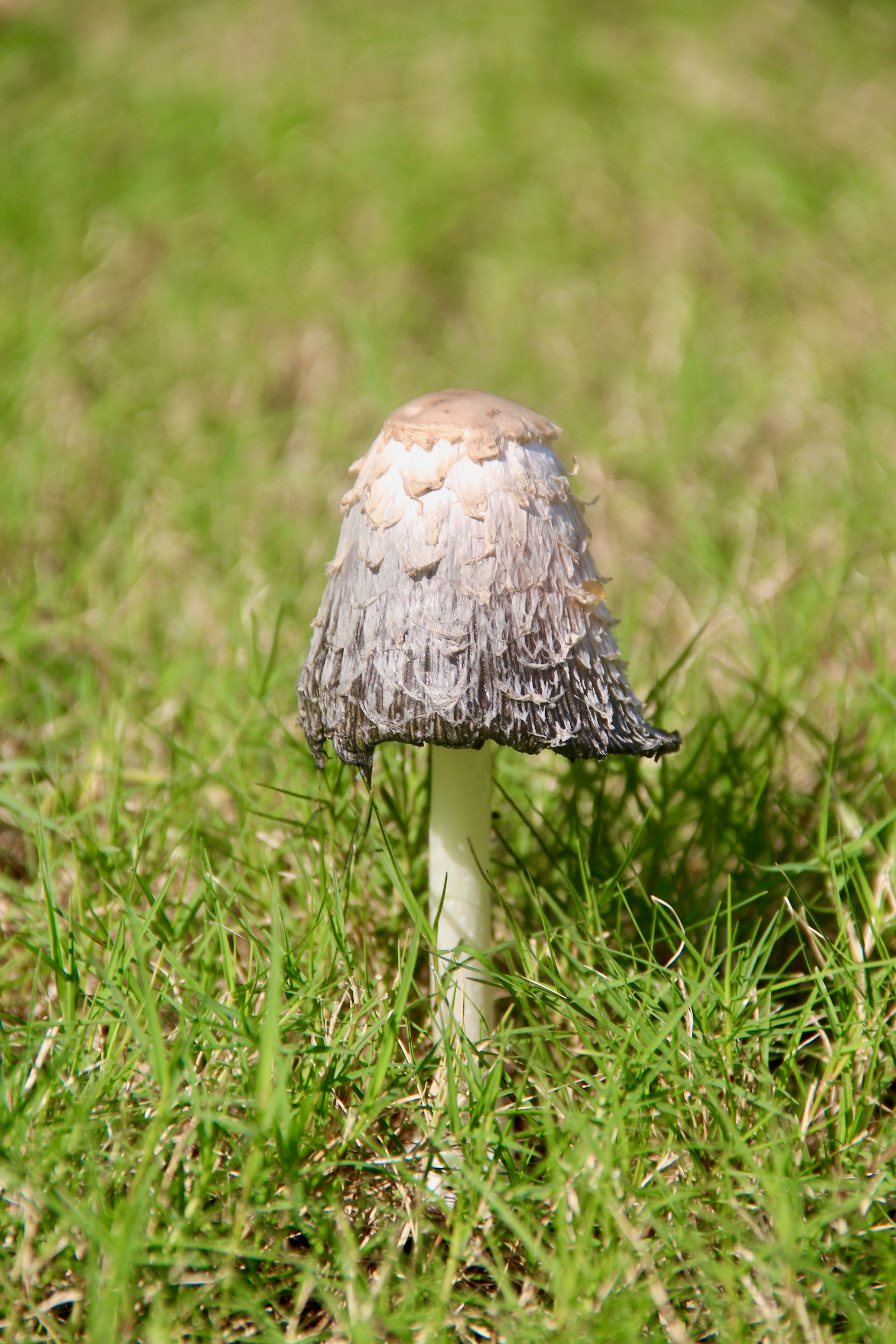 Shaggy Ink Cap Mushroom in Sunny Grass · Free Stock Photo