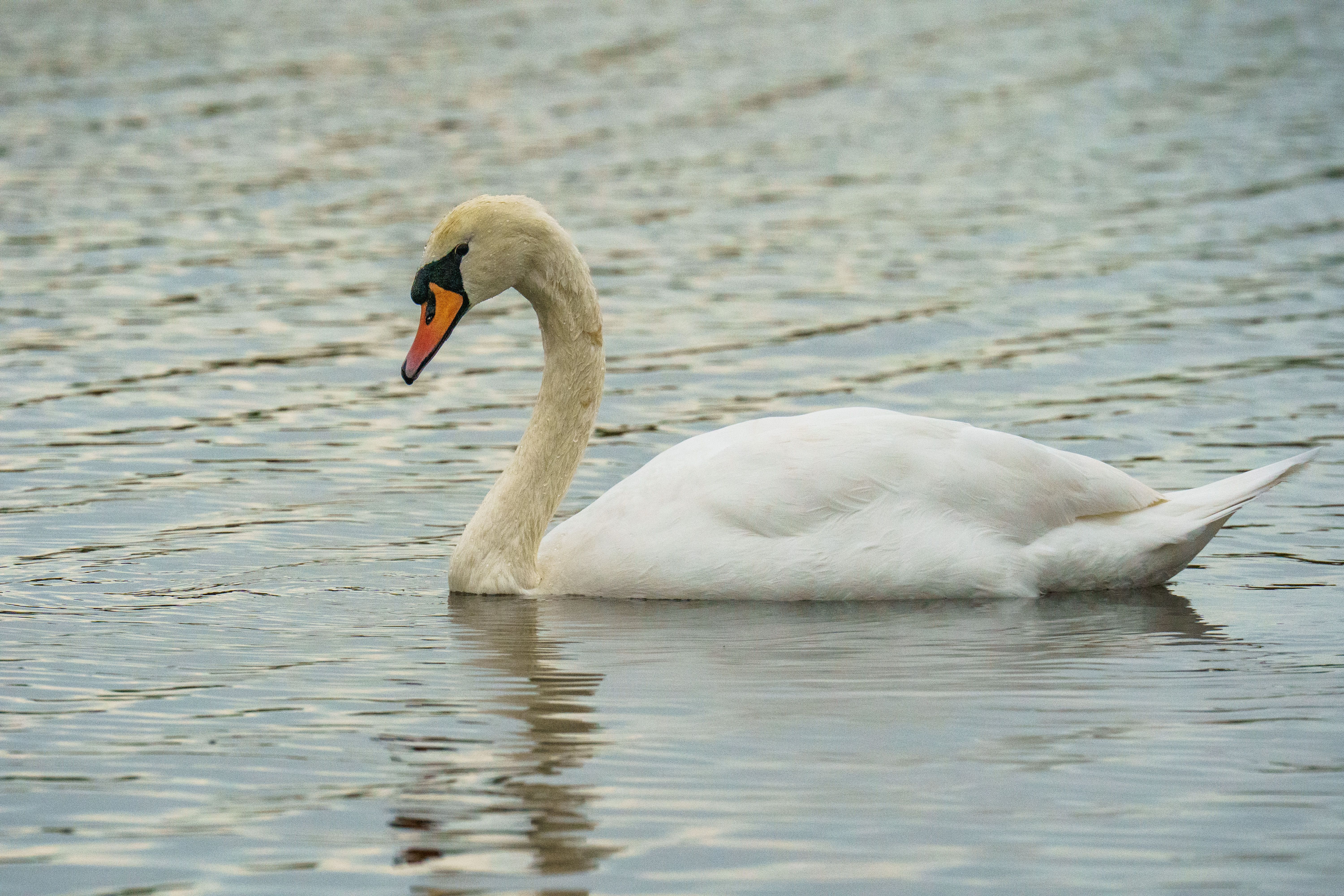 Elegant Swan Gliding on Tranquil Water Surface · Free Stock Photo