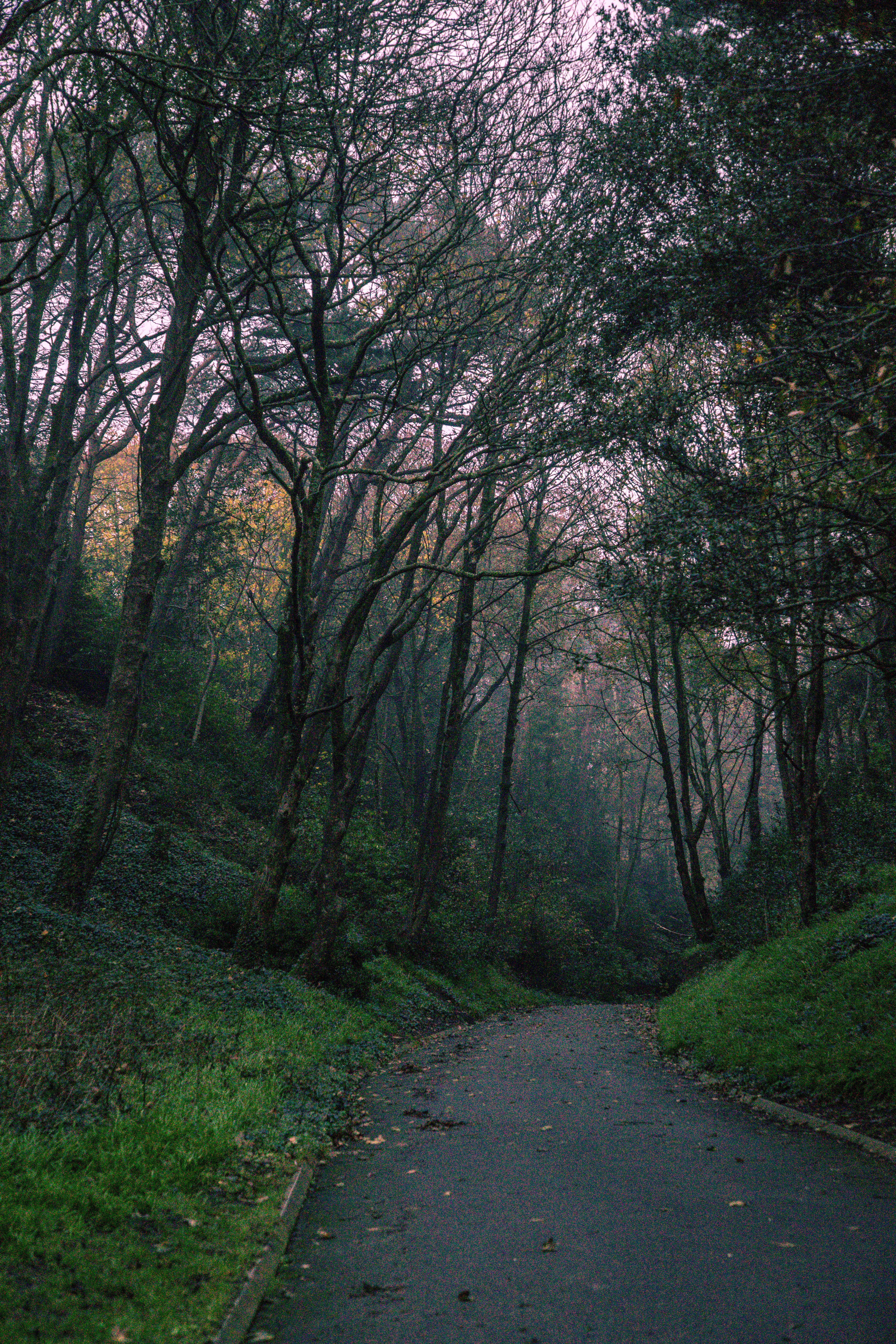 Misty Forest Path in Bournemouth, England · Free Stock Photo