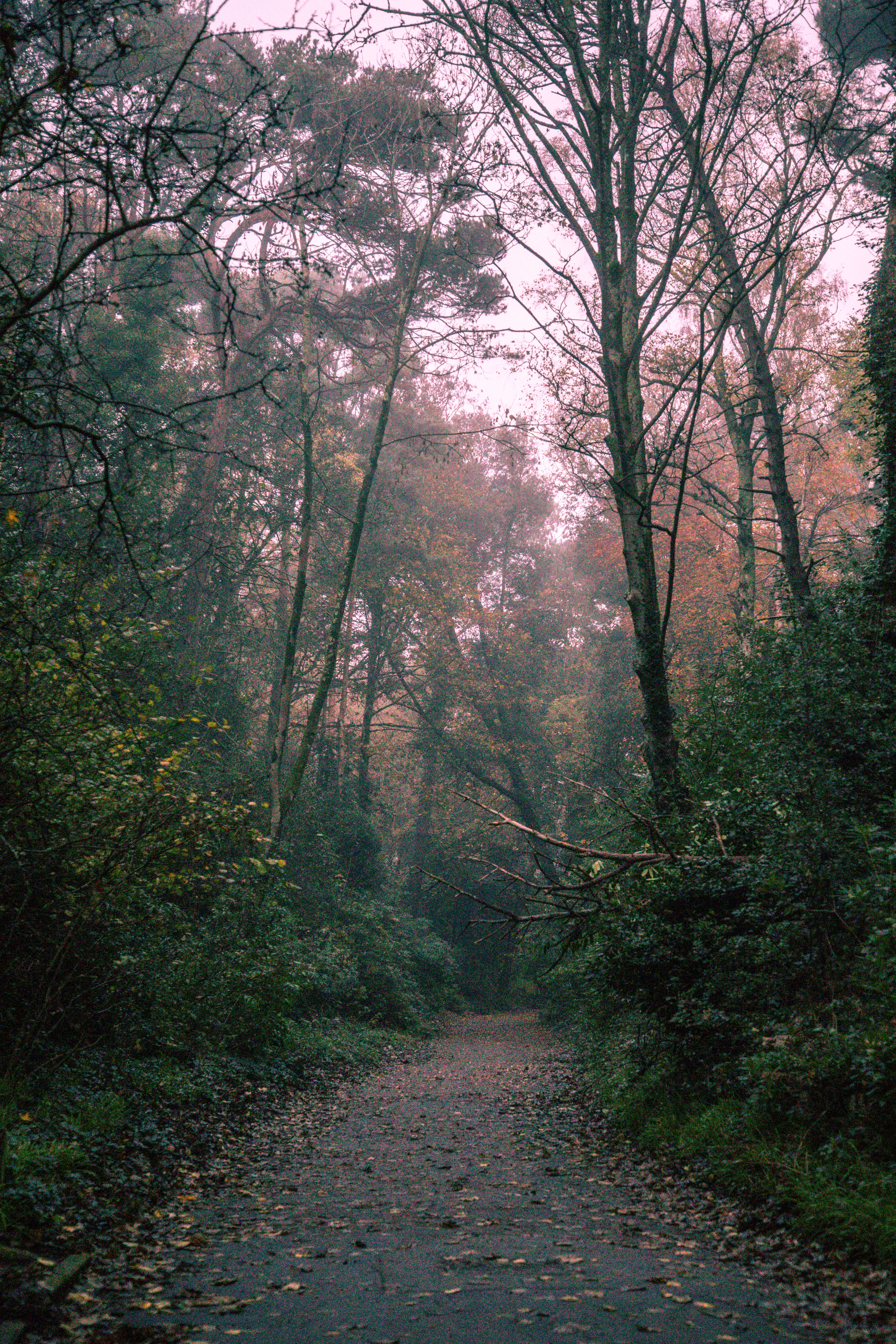 Serene Autumn Pathway Through Bournemouth Woods · Free Stock Photo