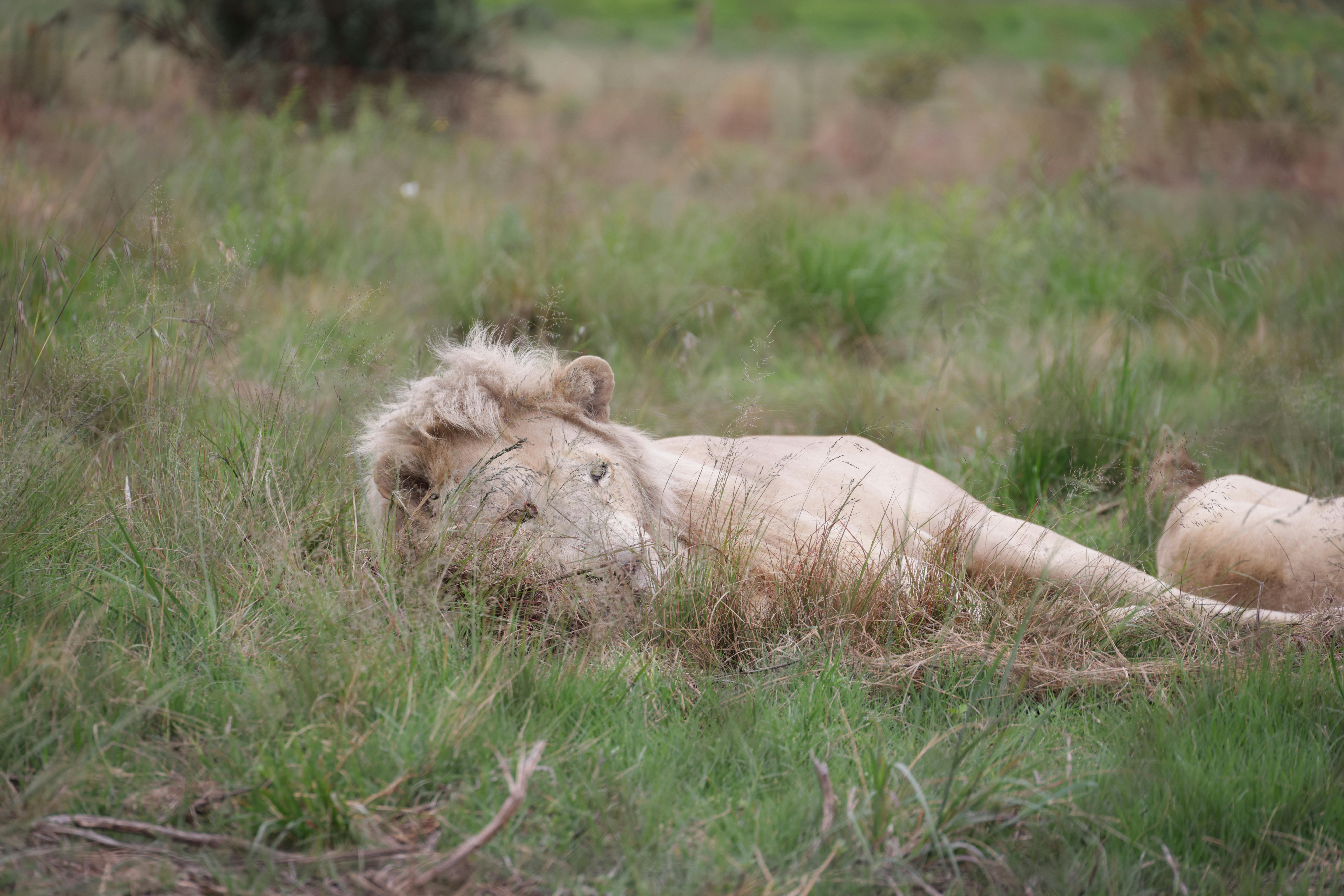 Big+Pipi+Videos Photos, Download The BEST Free Big+Pipi+Videos Stock ...