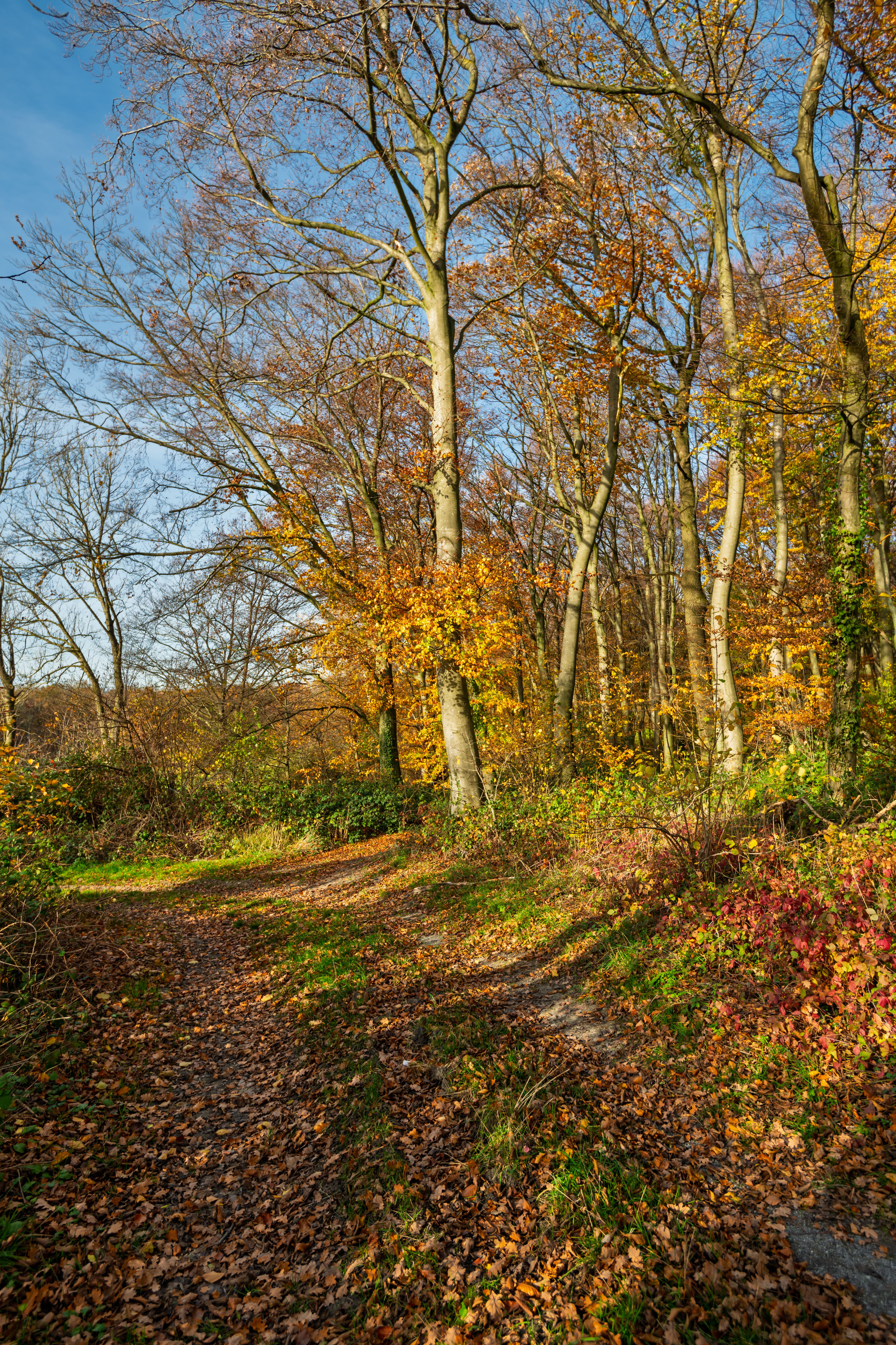 Scenic Autumn Forest Path with Colorful Foliage · Free Stock Photo