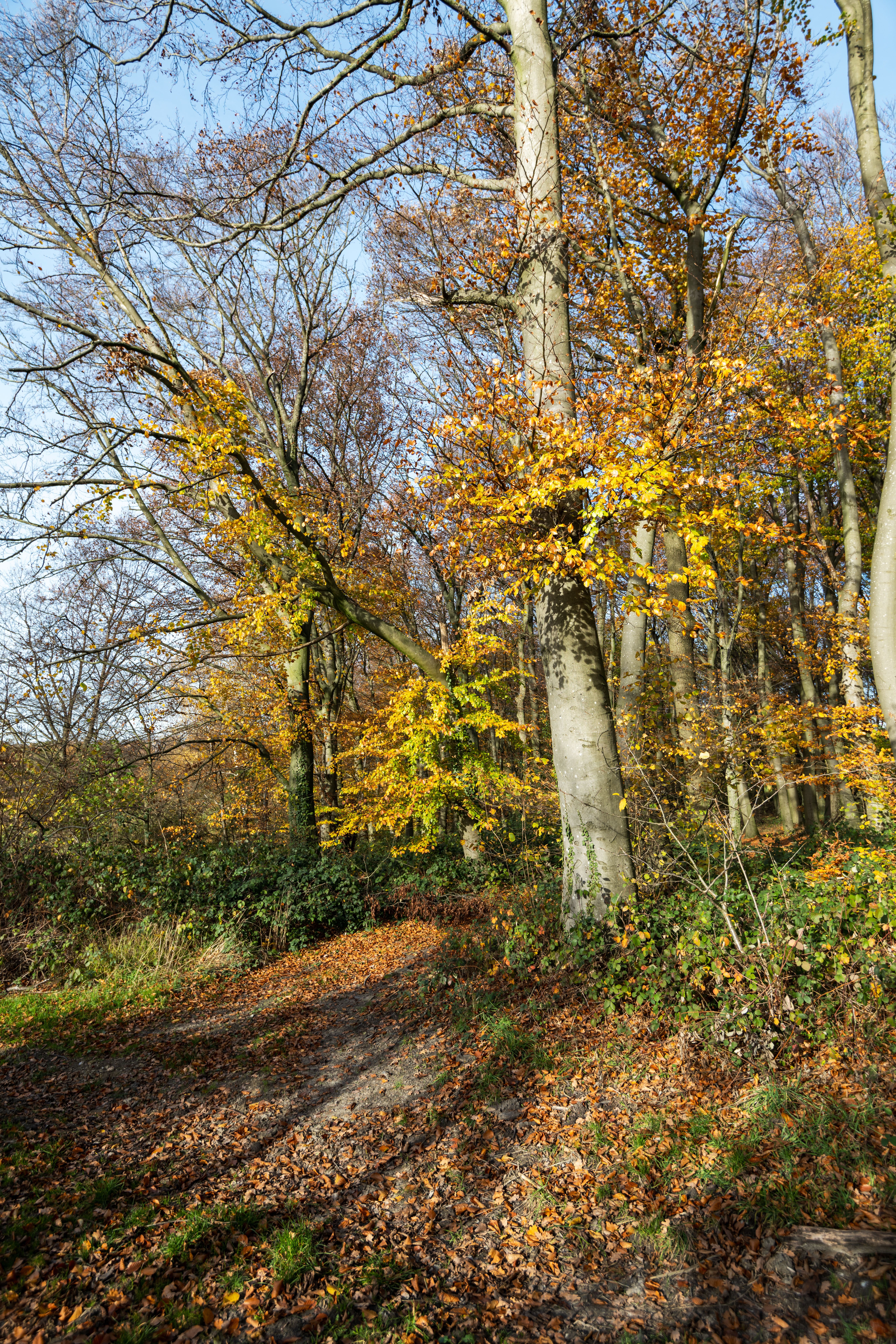 Scenic Woodland Pathway in Autumn · Free Stock Photo