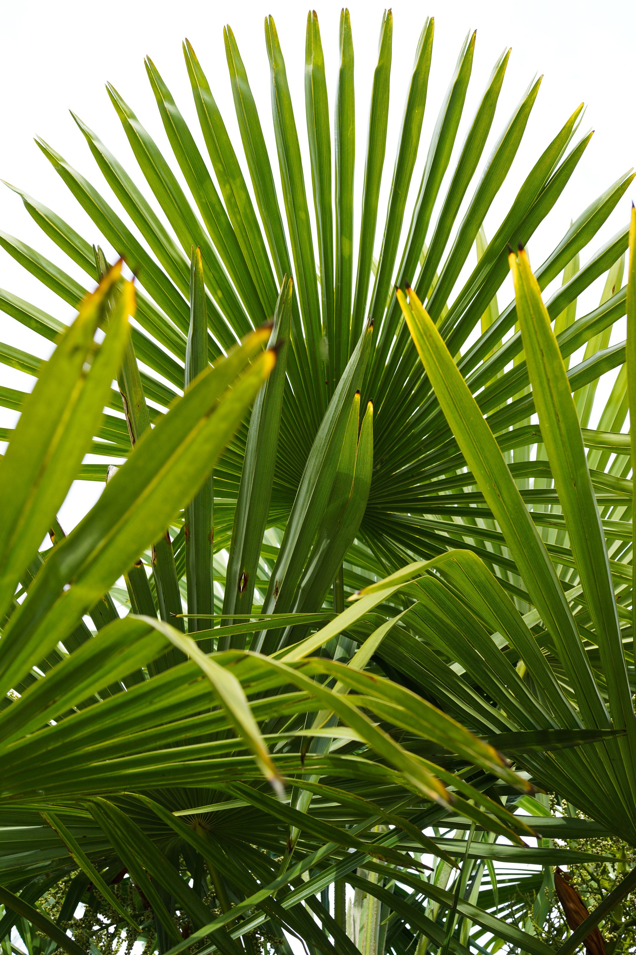Tropical+Rainfall+Dti Photos, Download The BEST Free Tropical+Rainfall ...