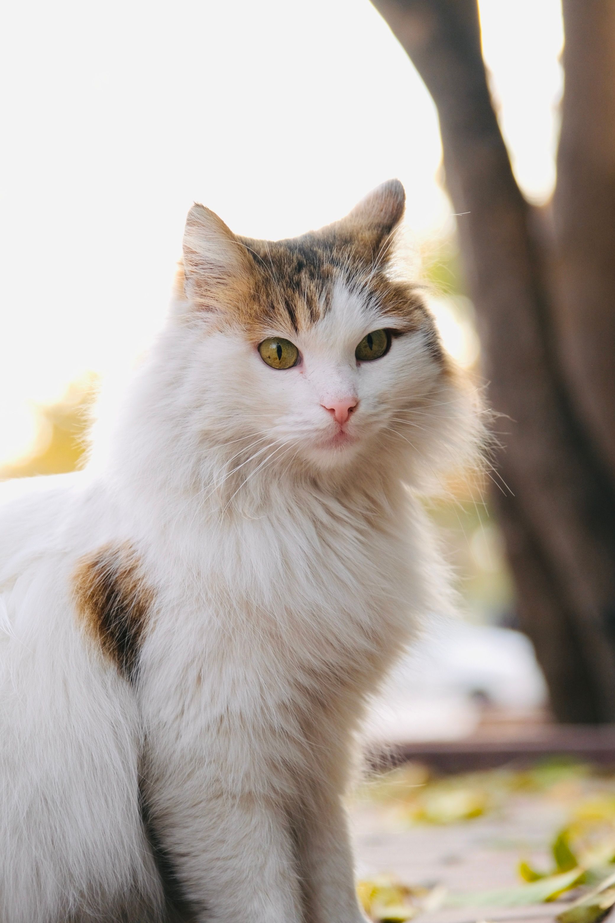 Close-Up Portrait of a Fluffy Calico Cat · Free Stock Photo
