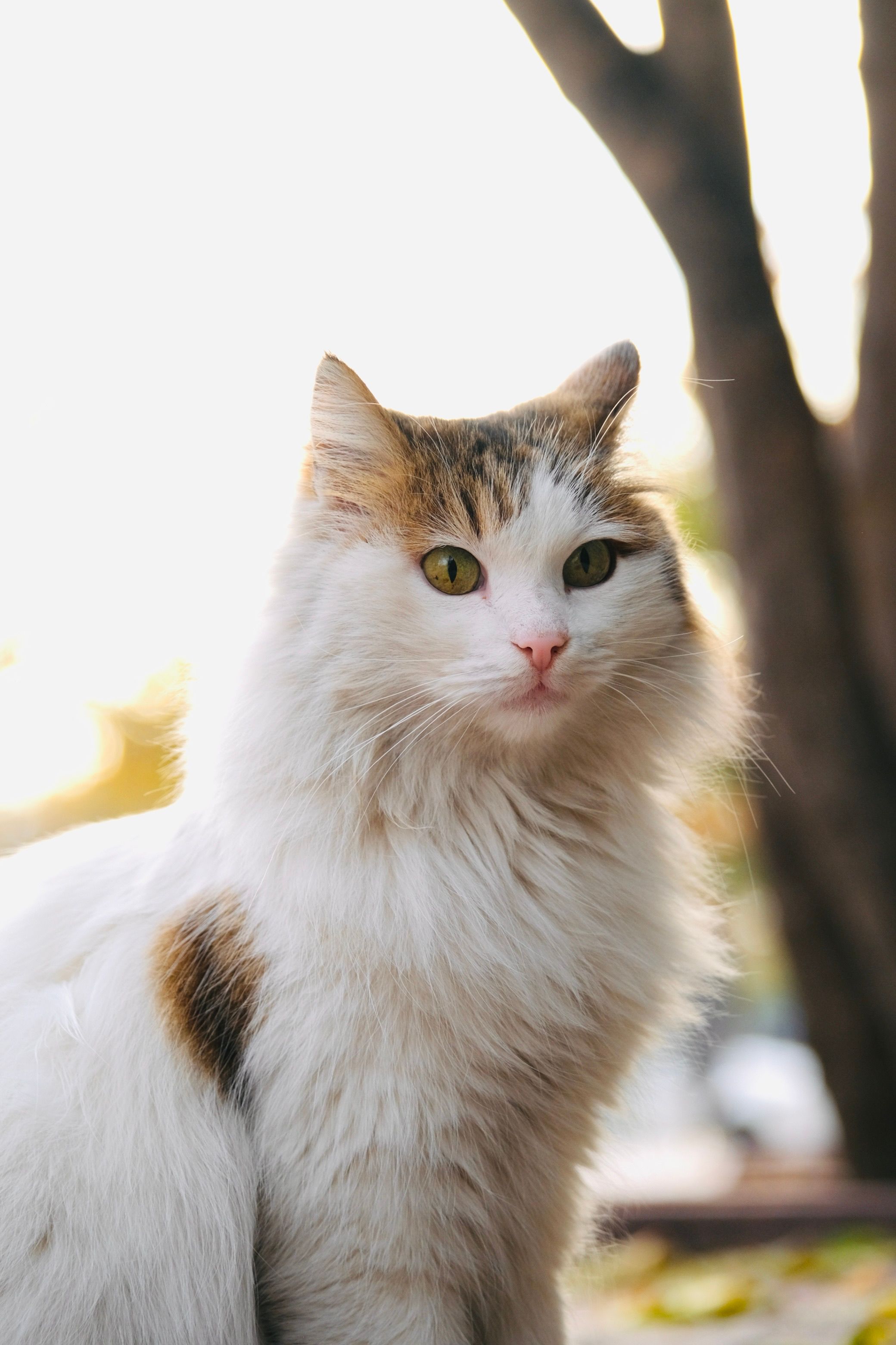 Close-Up Portrait of a Fluffy Calico Cat · Free Stock Photo
