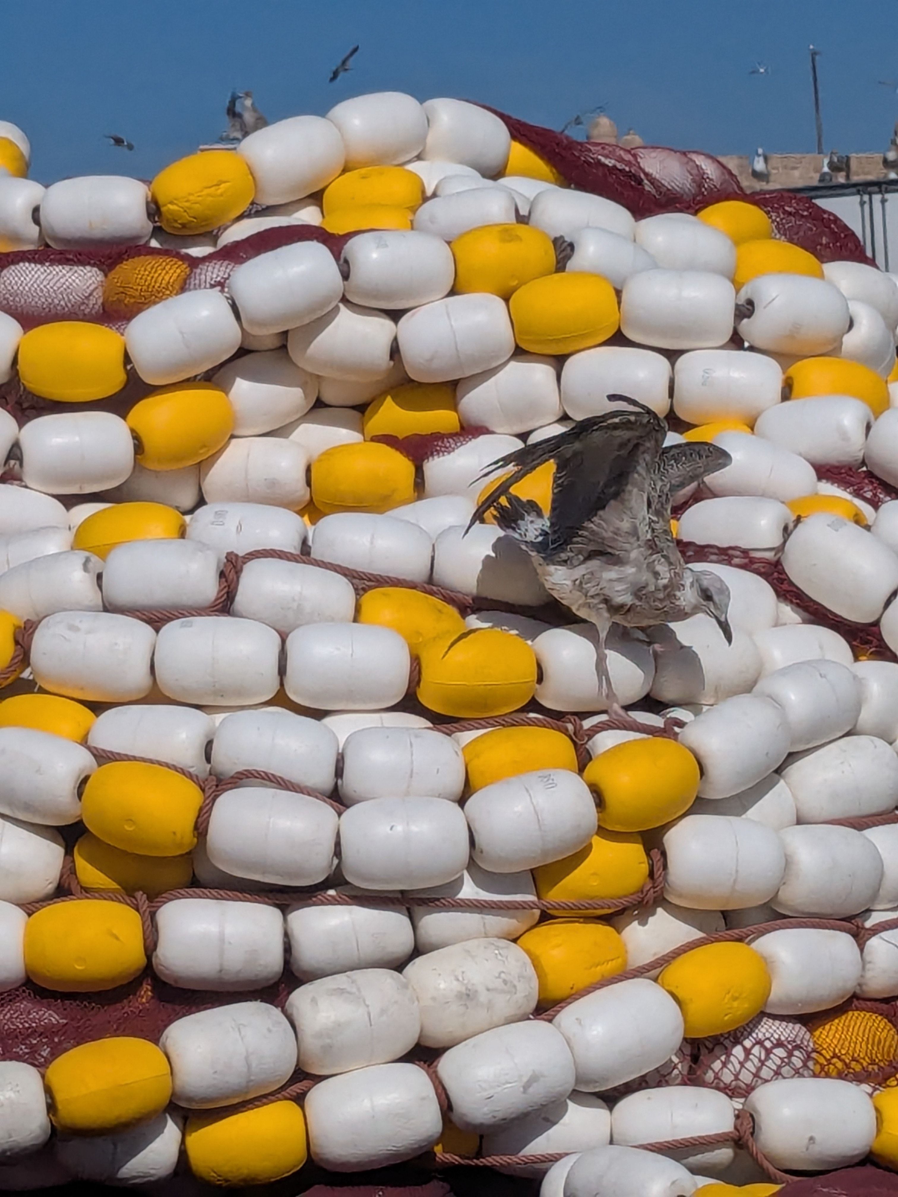 Seagull on Fishing Nets with Buoys in Harbor · Free Stock Photo
