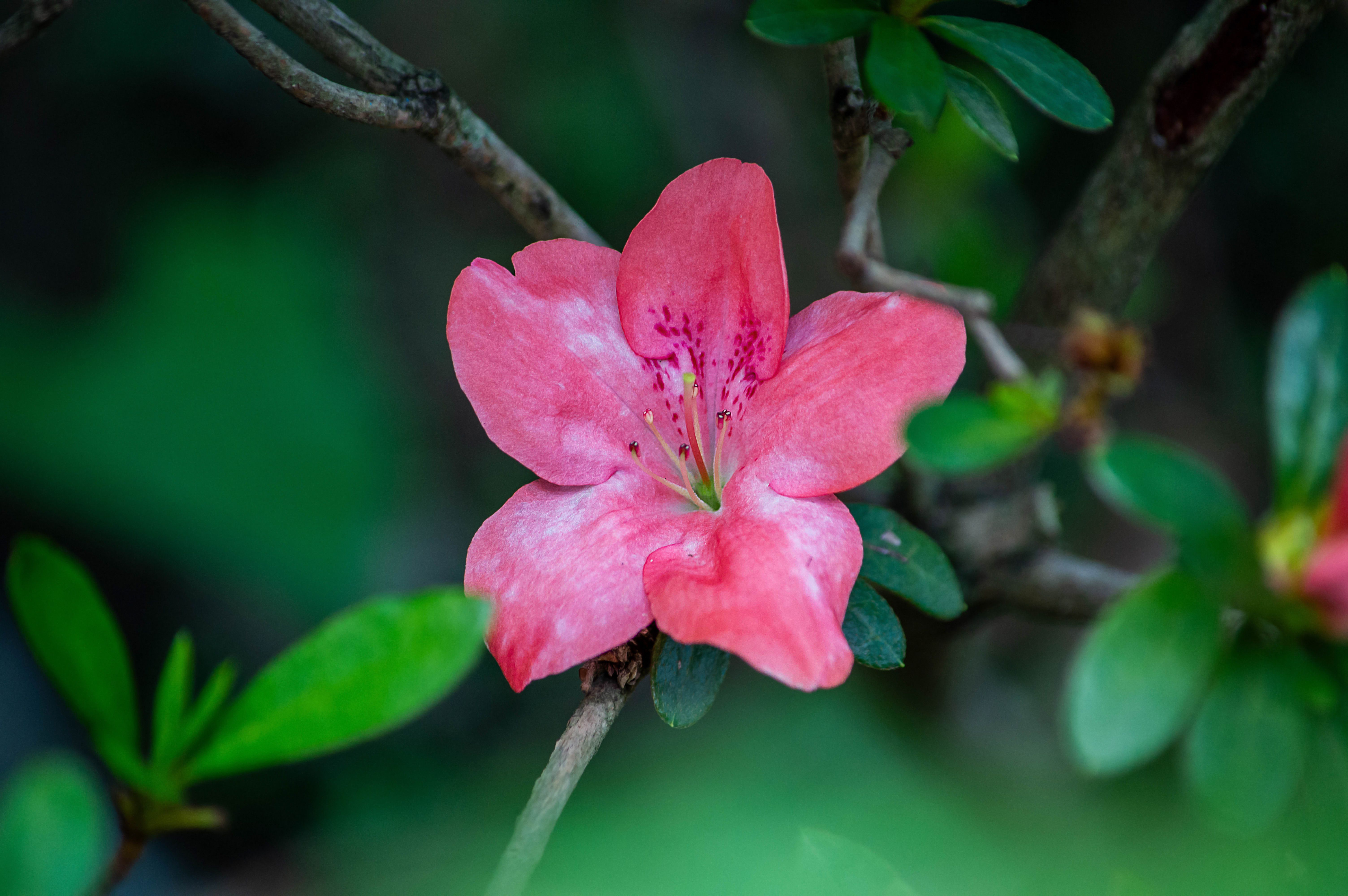 Tropical+Rainfall+Dti Photos, Download The BEST Free Tropical+Rainfall ...