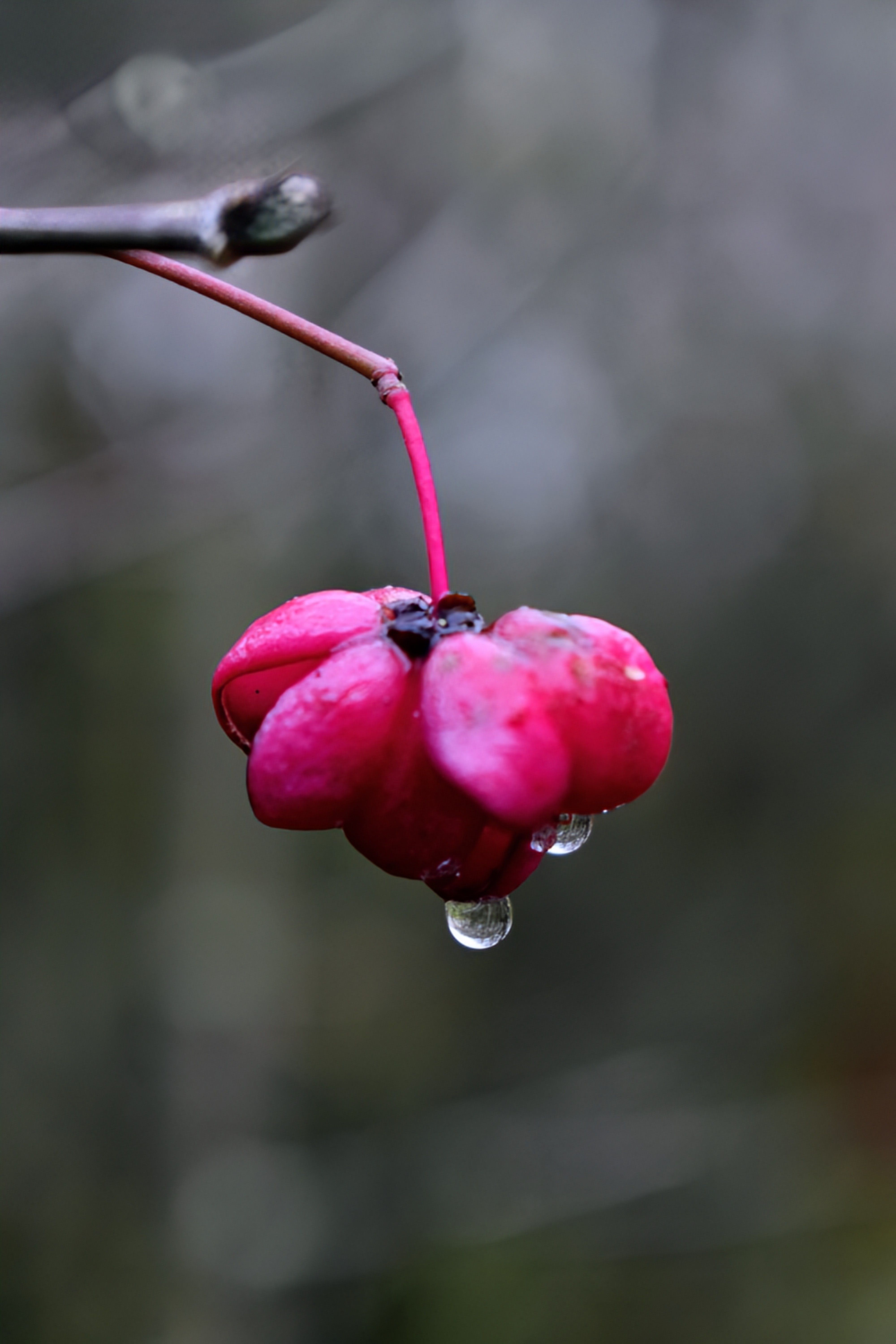Pink Fruit with Dew Drop in Heyerode, Germany · Free Stock Photo