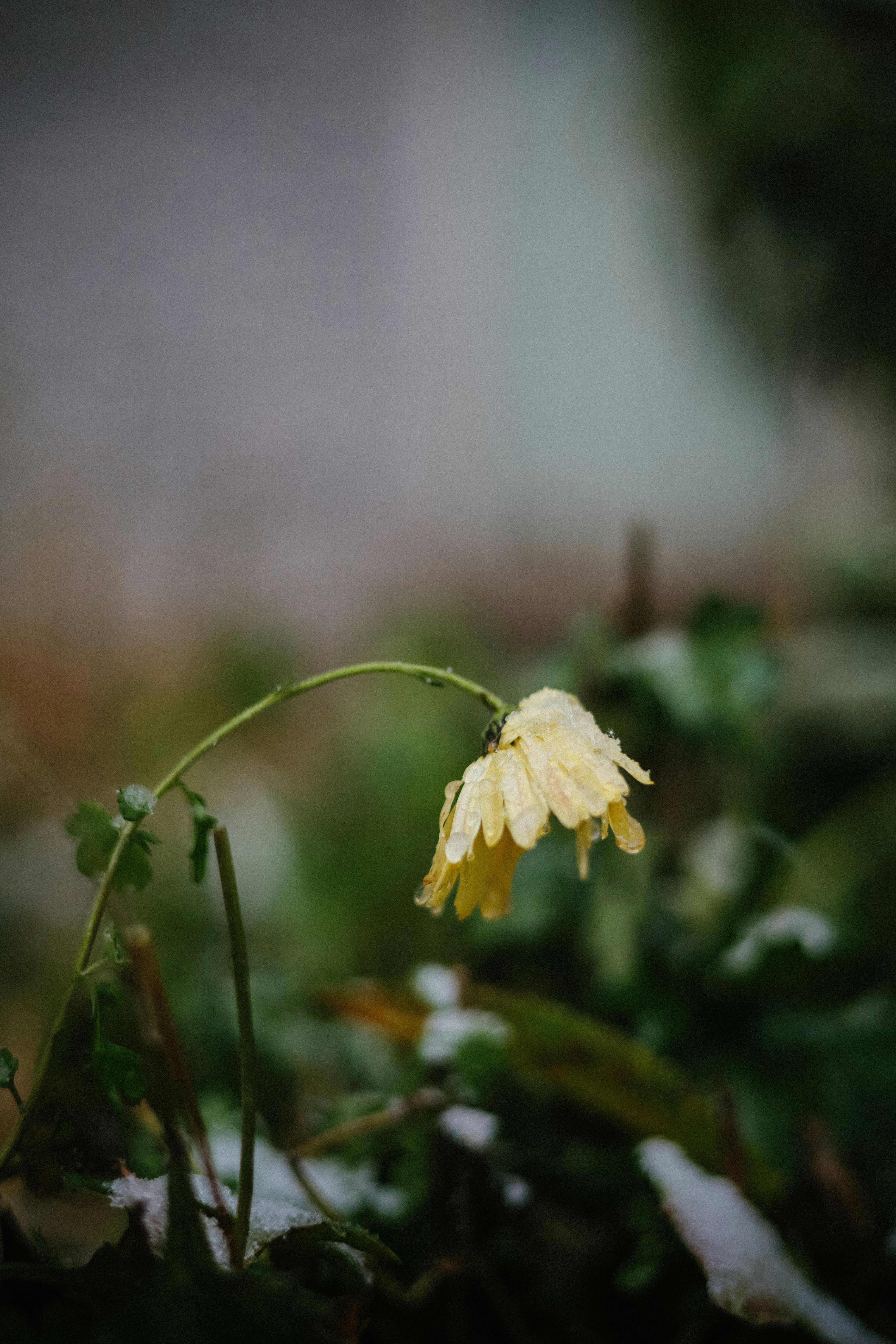 Drooping Yellow Flower in Early Winter · Free Stock Photo