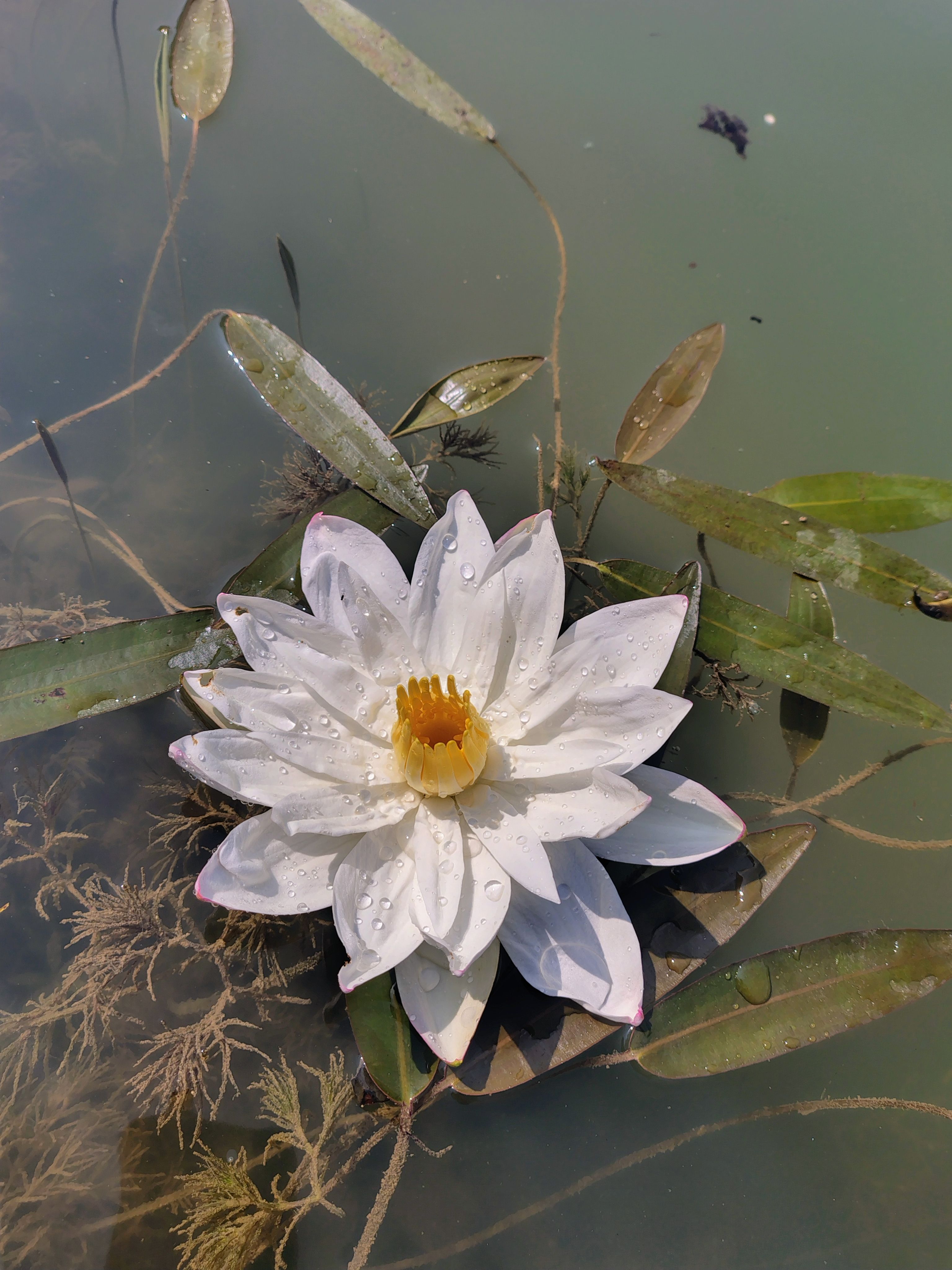 Tropical+Rainfall+Dti Photos, Download The BEST Free Tropical+Rainfall ...