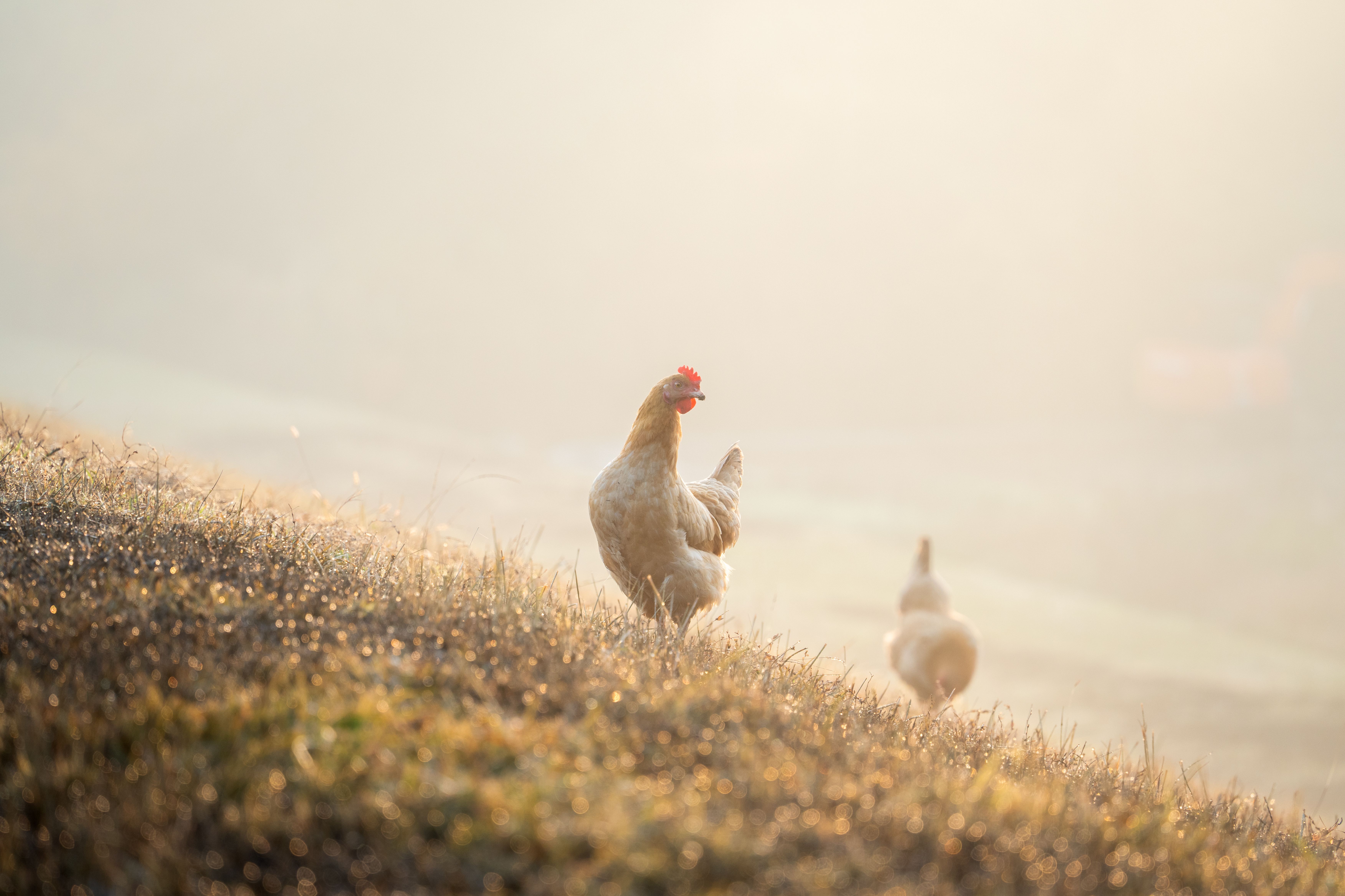 Chicken Design Photos, Download The BEST Free Chicken Design Stock ...