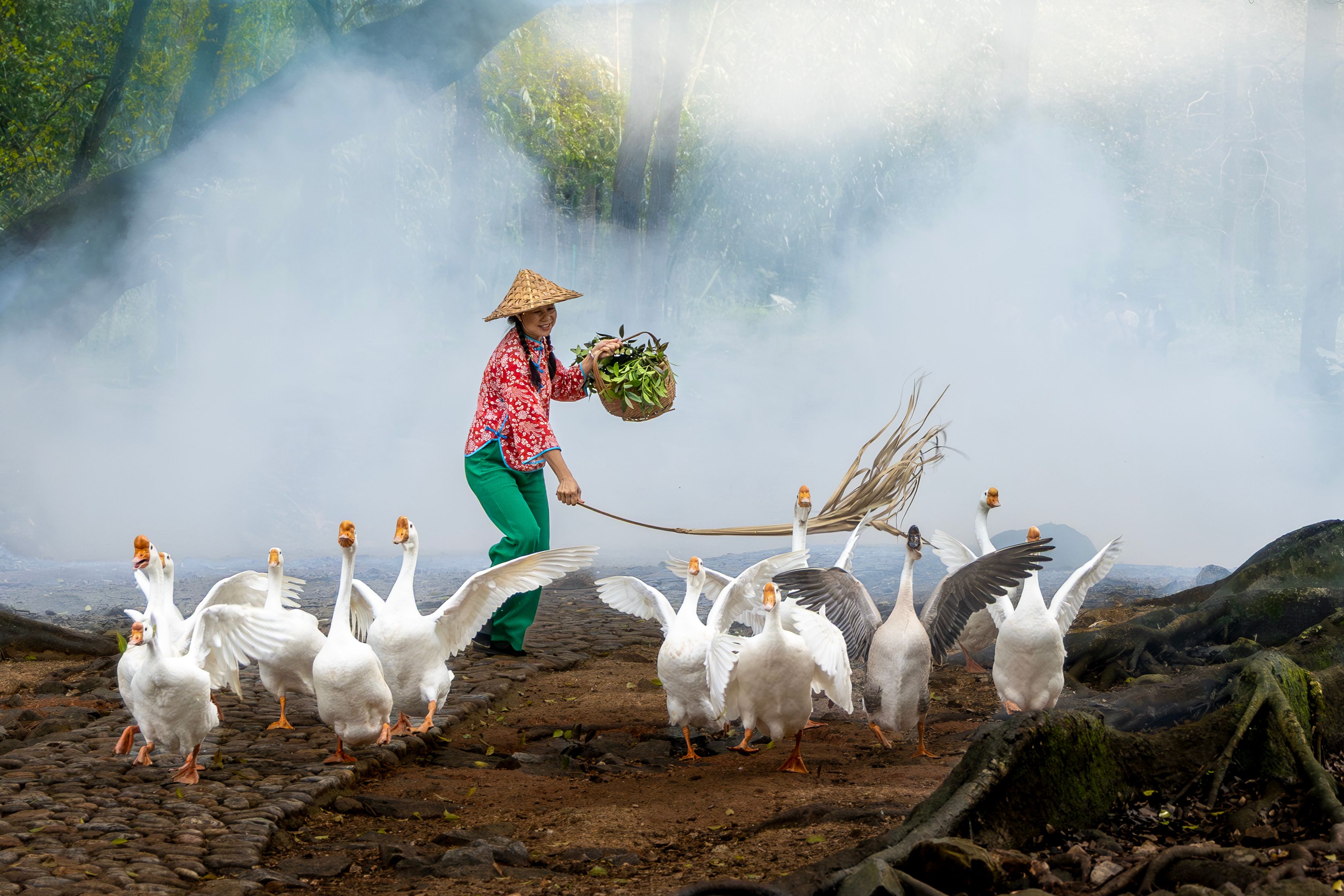 Traditional Farmer Herding Geese in Misty Forest · Free Stock Photo