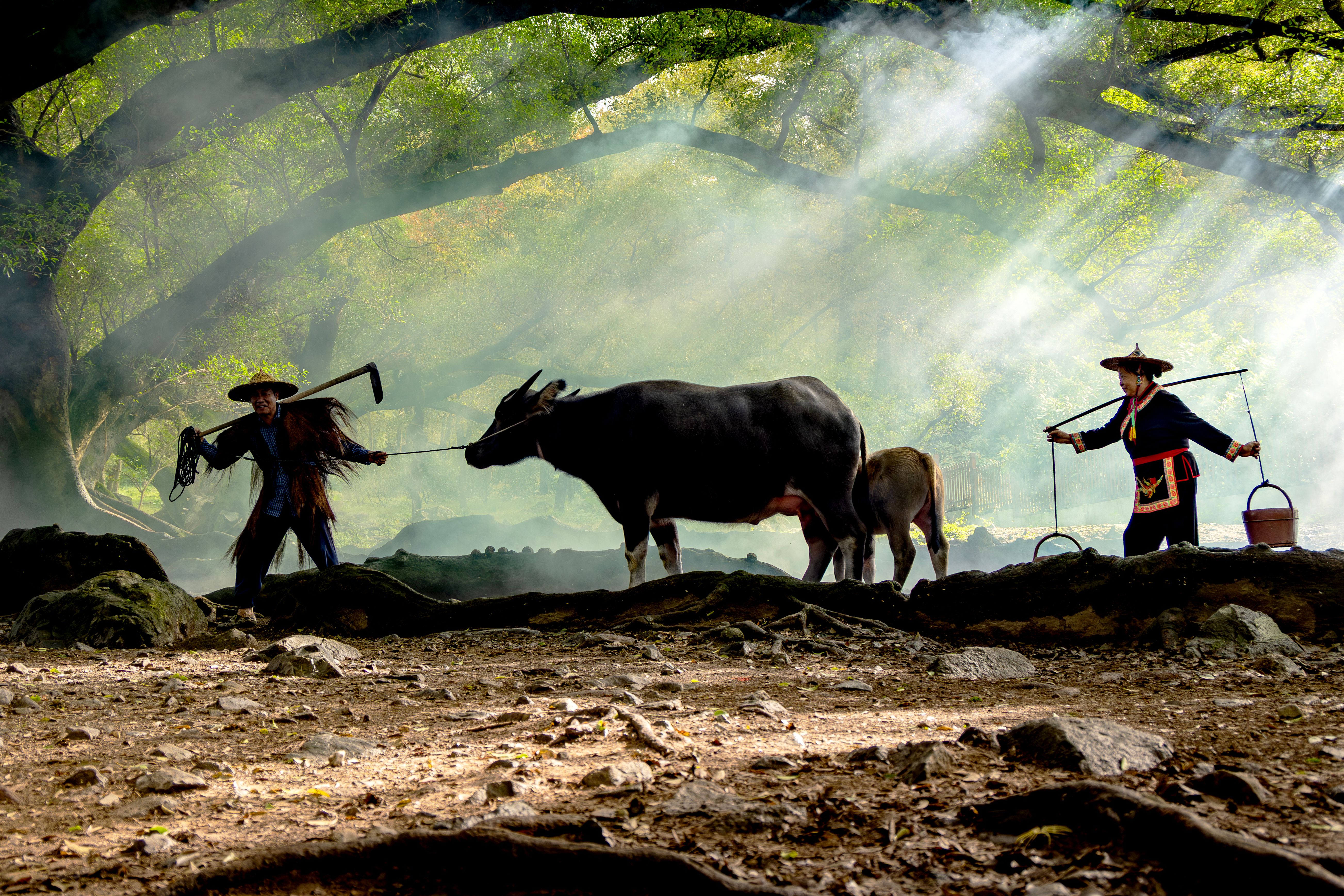 Traditional Farmers Leading Ox Through Forest · Free Stock Photo