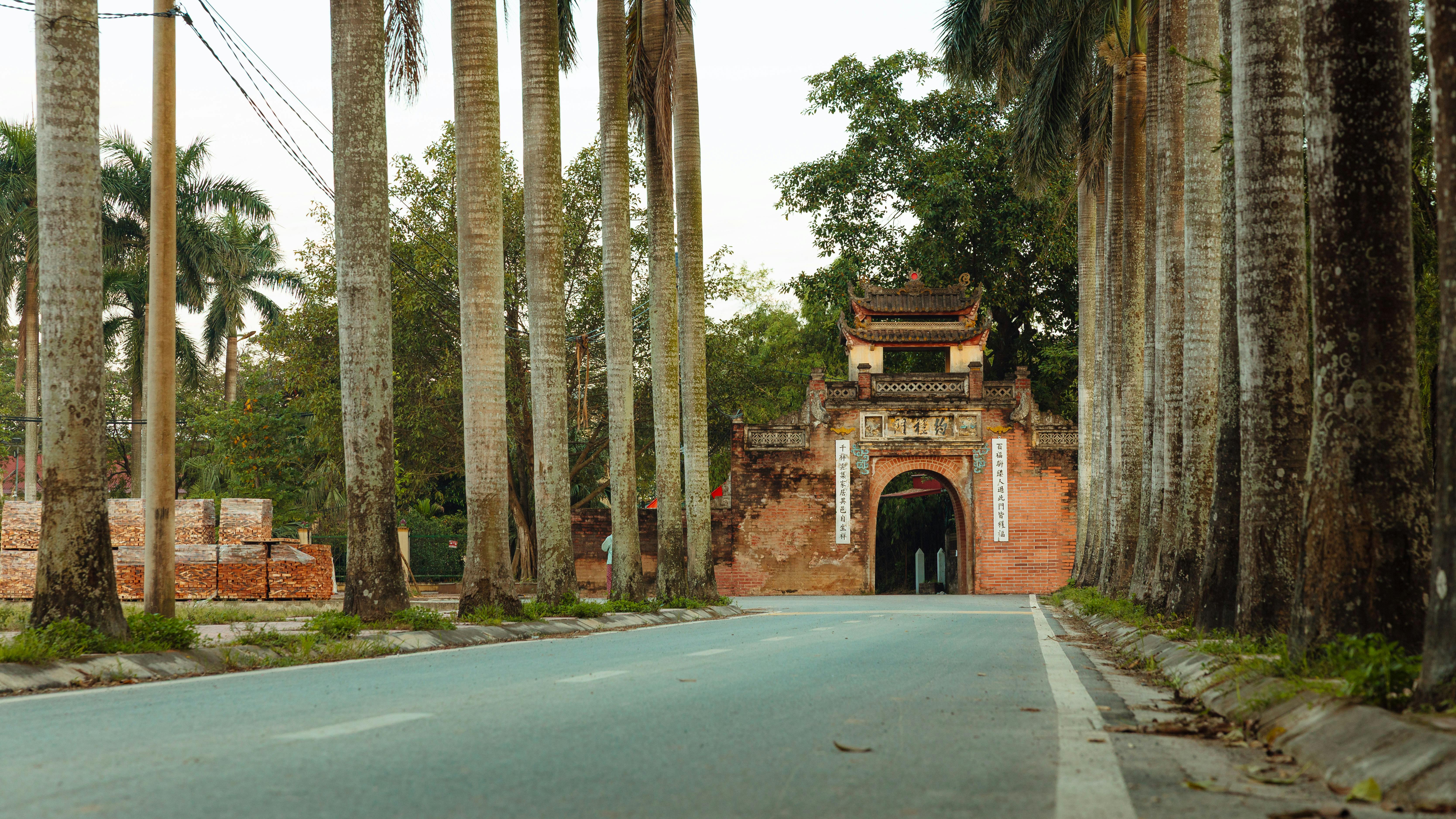 Traditional Vietnamese Gate Lined with Tall Palm Trees · Free Stock Photo