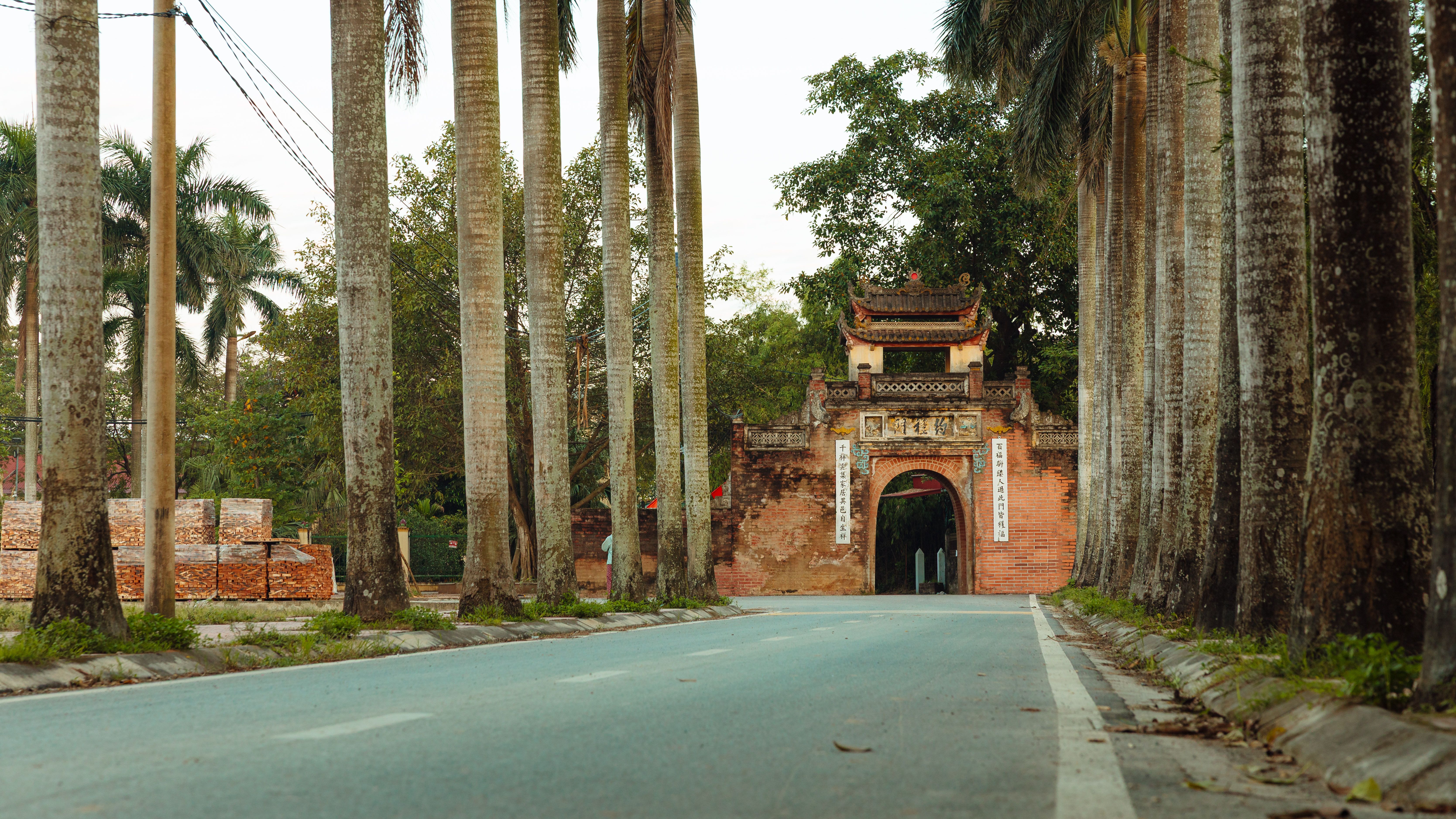 Traditional Vietnamese Gate Lined with Tall Palm Trees · Free Stock Photo
