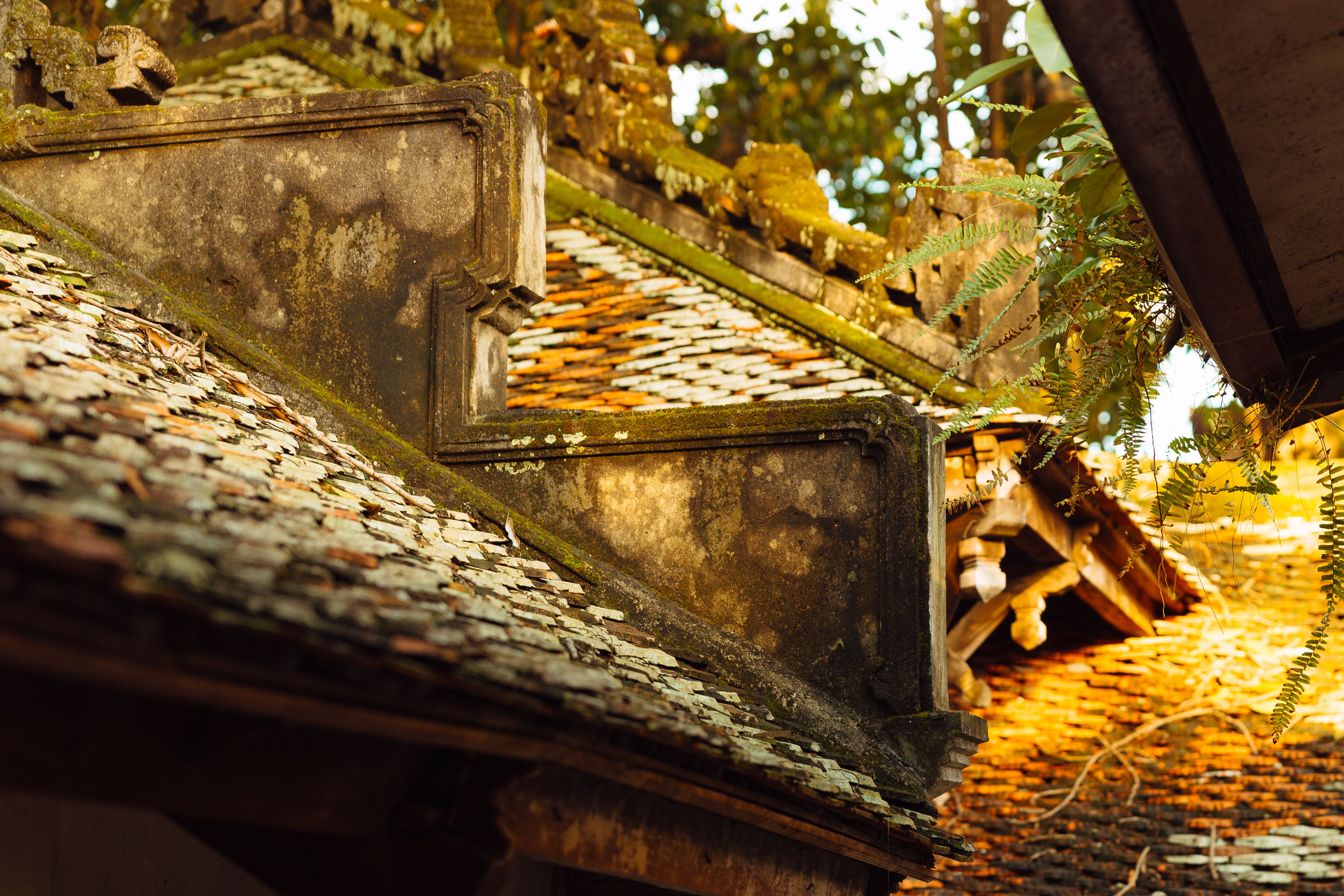 Old Rustic Rooftop with Moss and Ferns · Free Stock Photo
