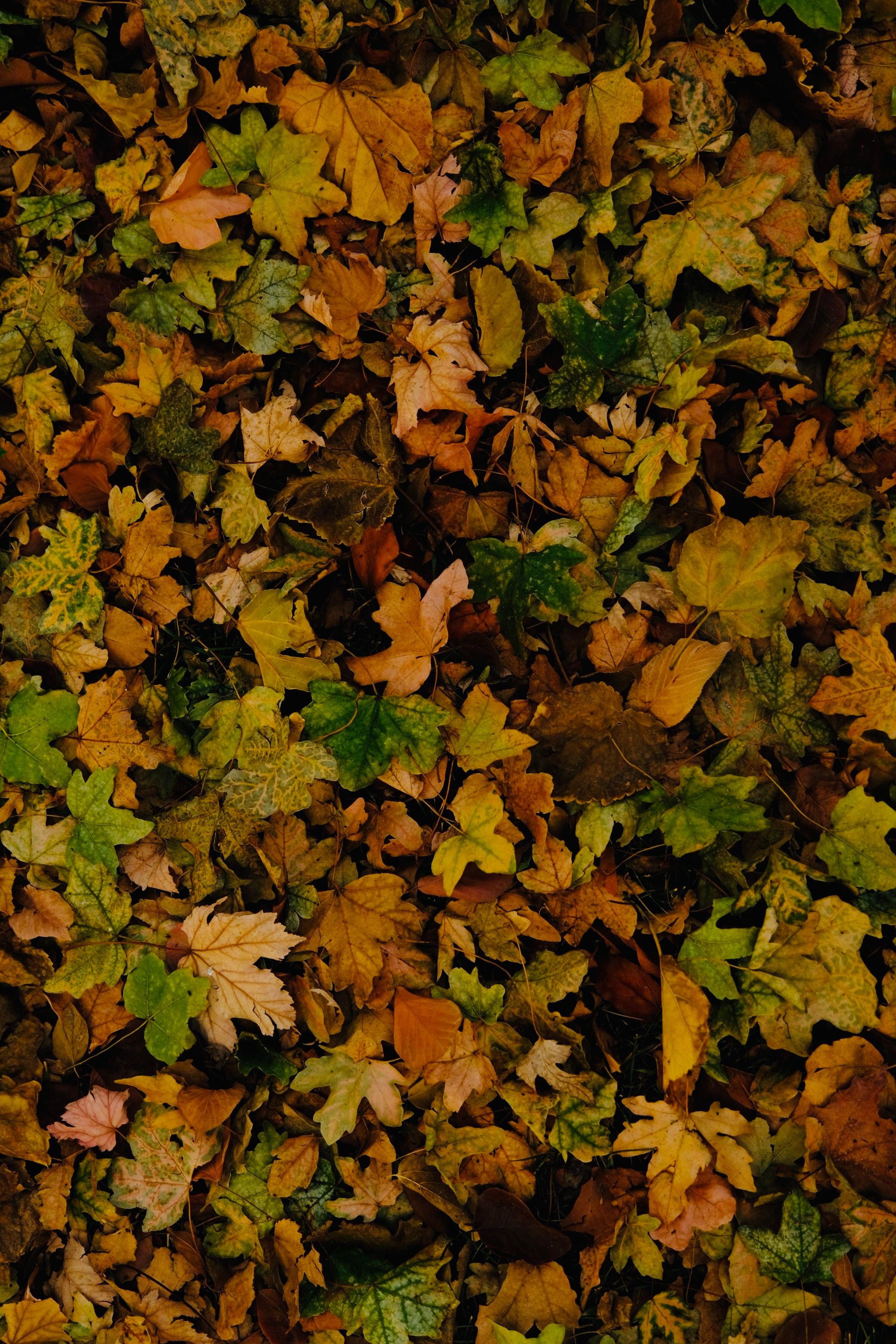 Colorful Autumn Leaves Covering the Ground · Free Stock Photo