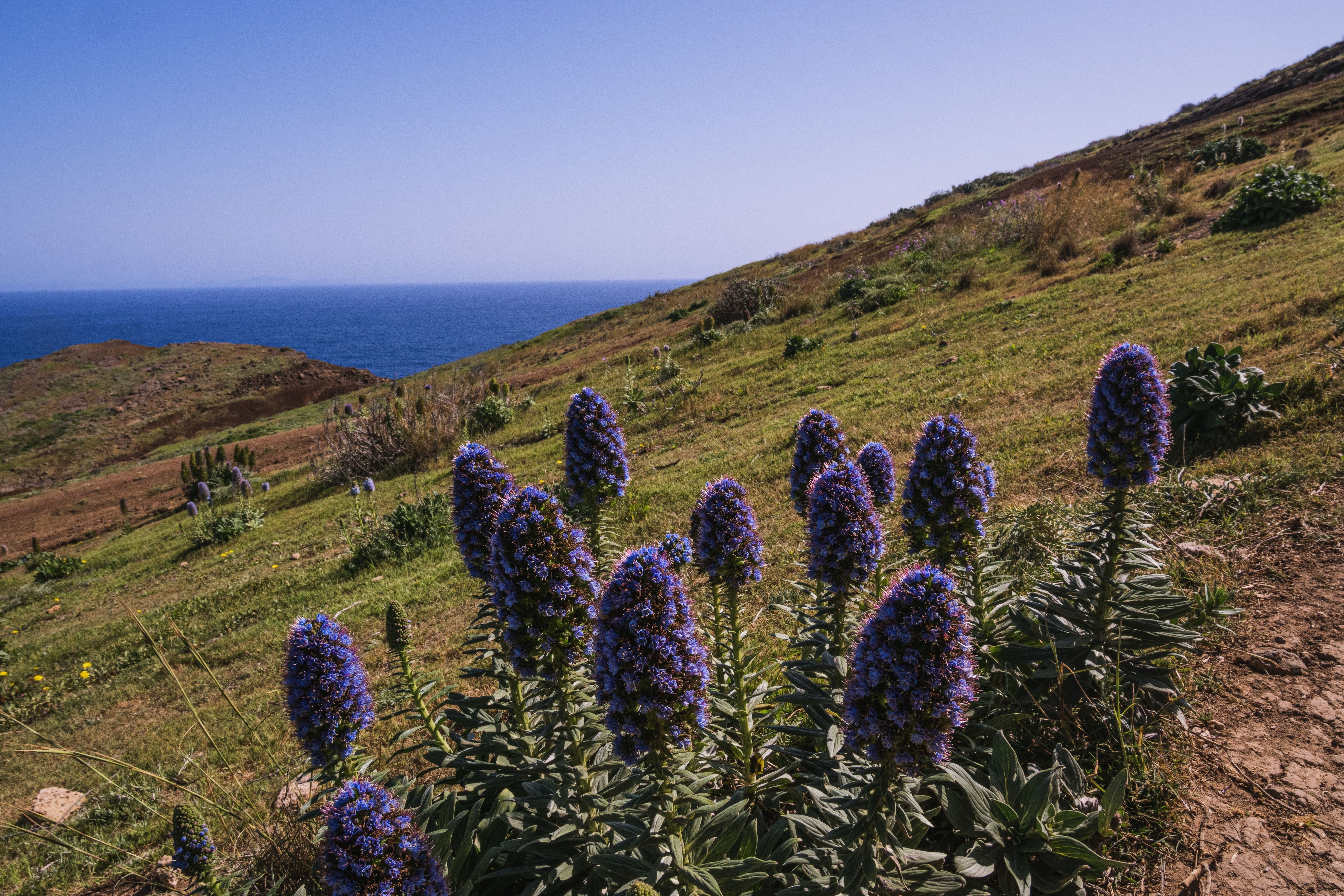 Purple Wildflowers on Coastal Hillside · Free Stock Photo