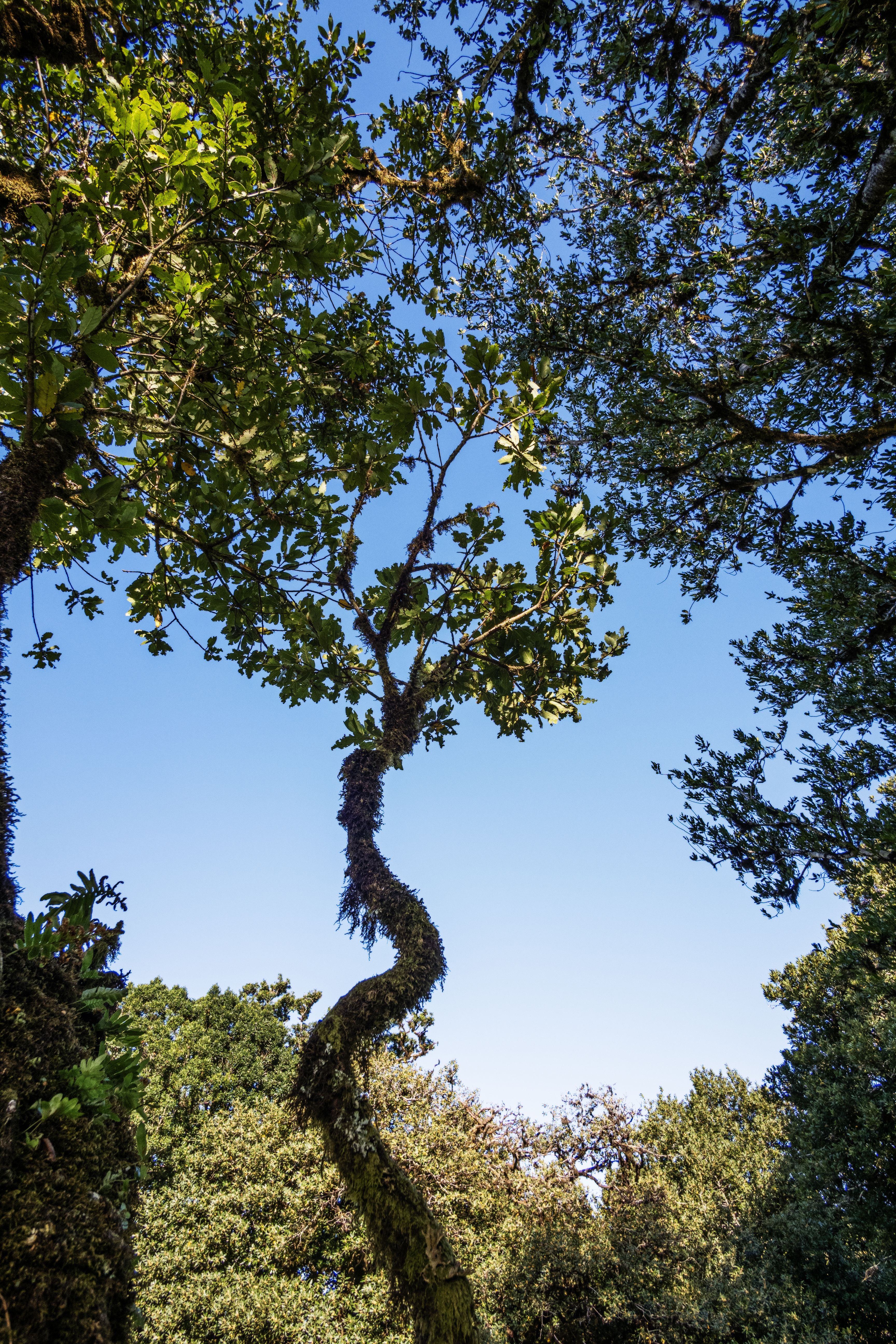 Serene Forest Canopy with Twisting Tree · Free Stock Photo