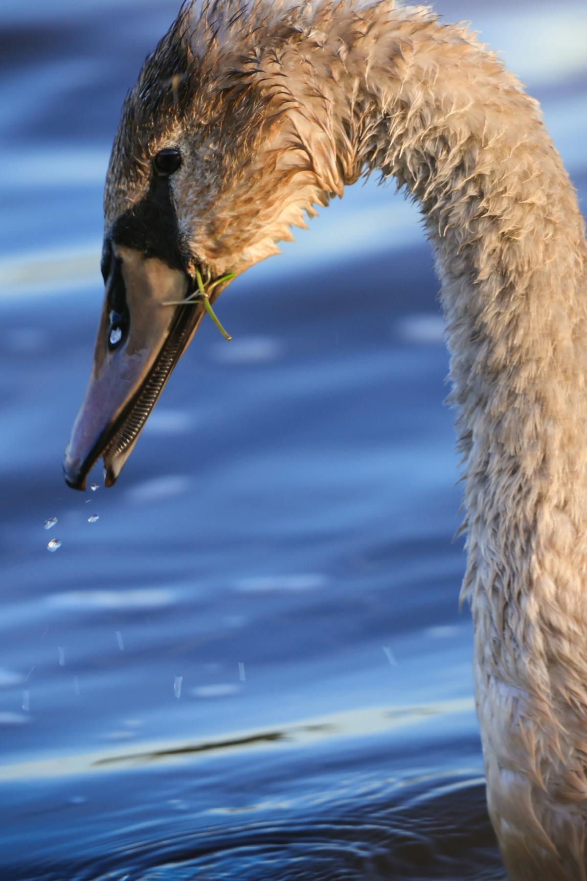 Water Ripples Radiating Outward Photos, Download The BEST Free Water ...