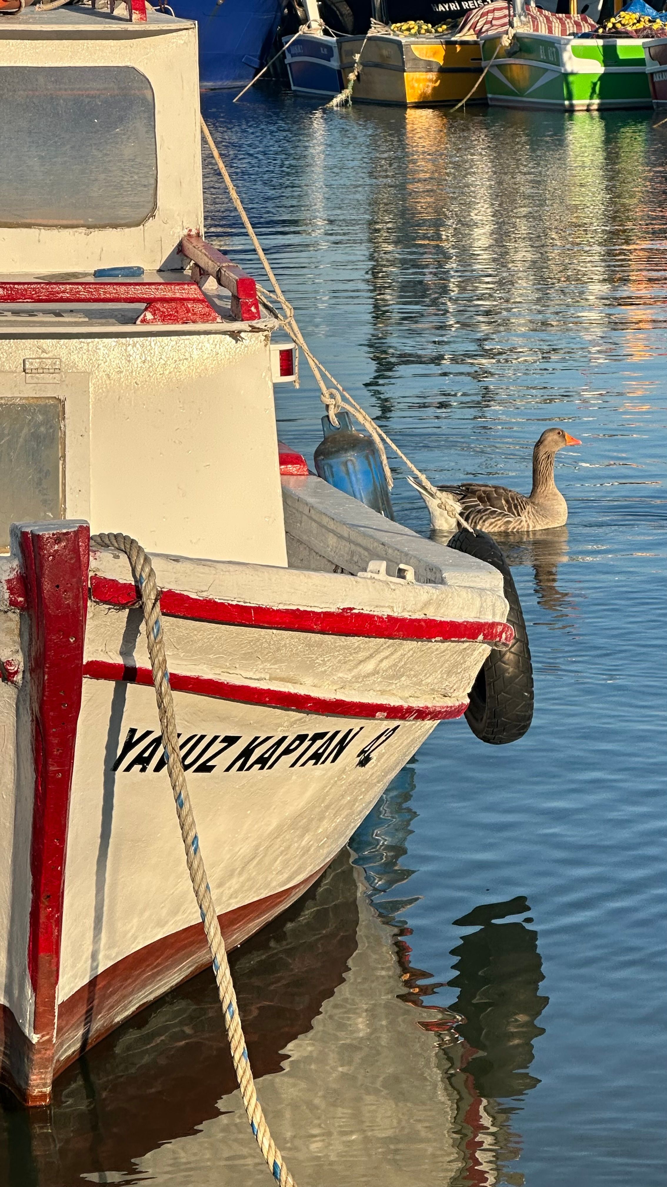 Duck Duck Go Photos, Download The BEST Free Duck Duck Go Stock Photos ...