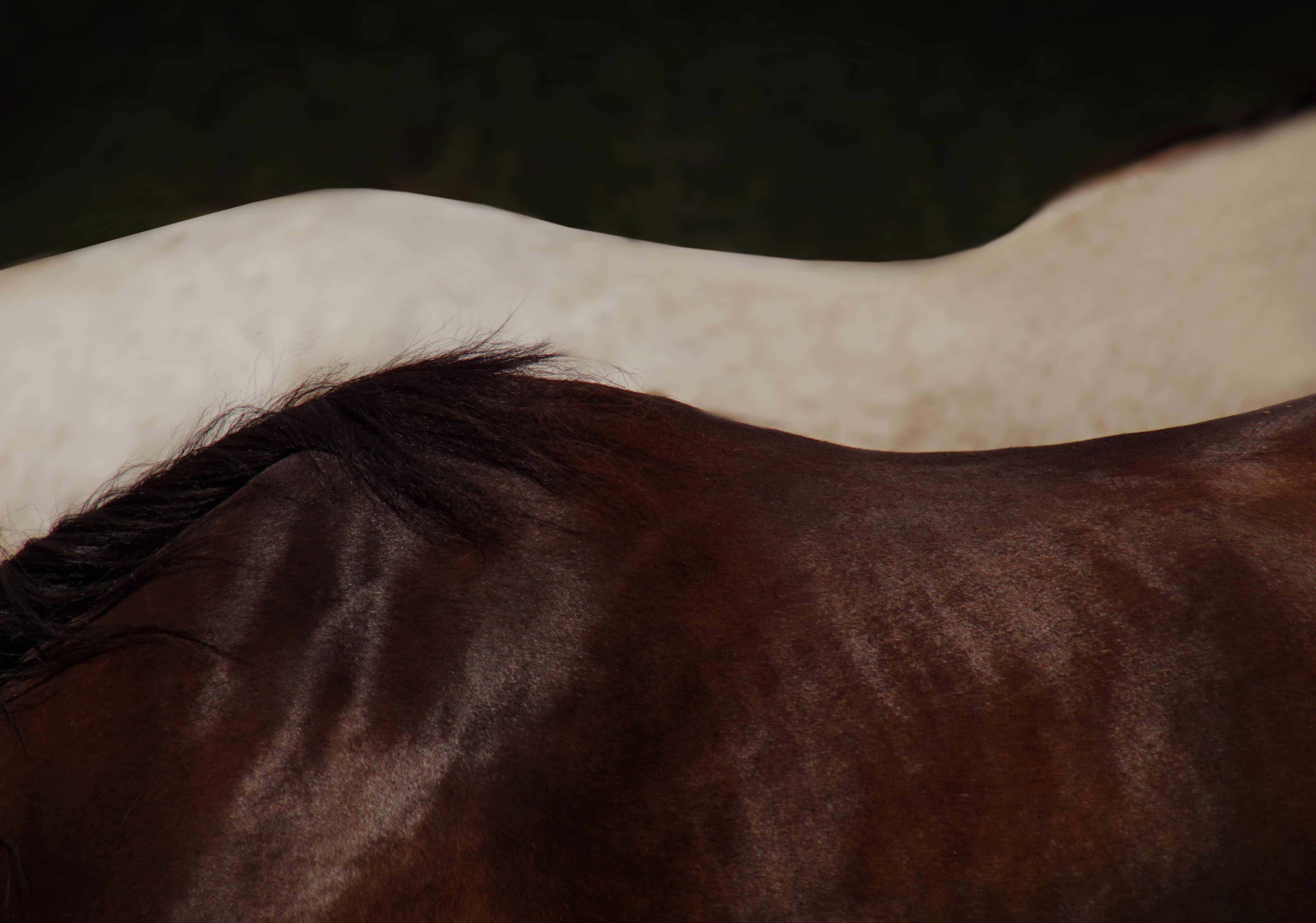 Close-Up View of Horse Manes in Natural Light · Free Stock Photo