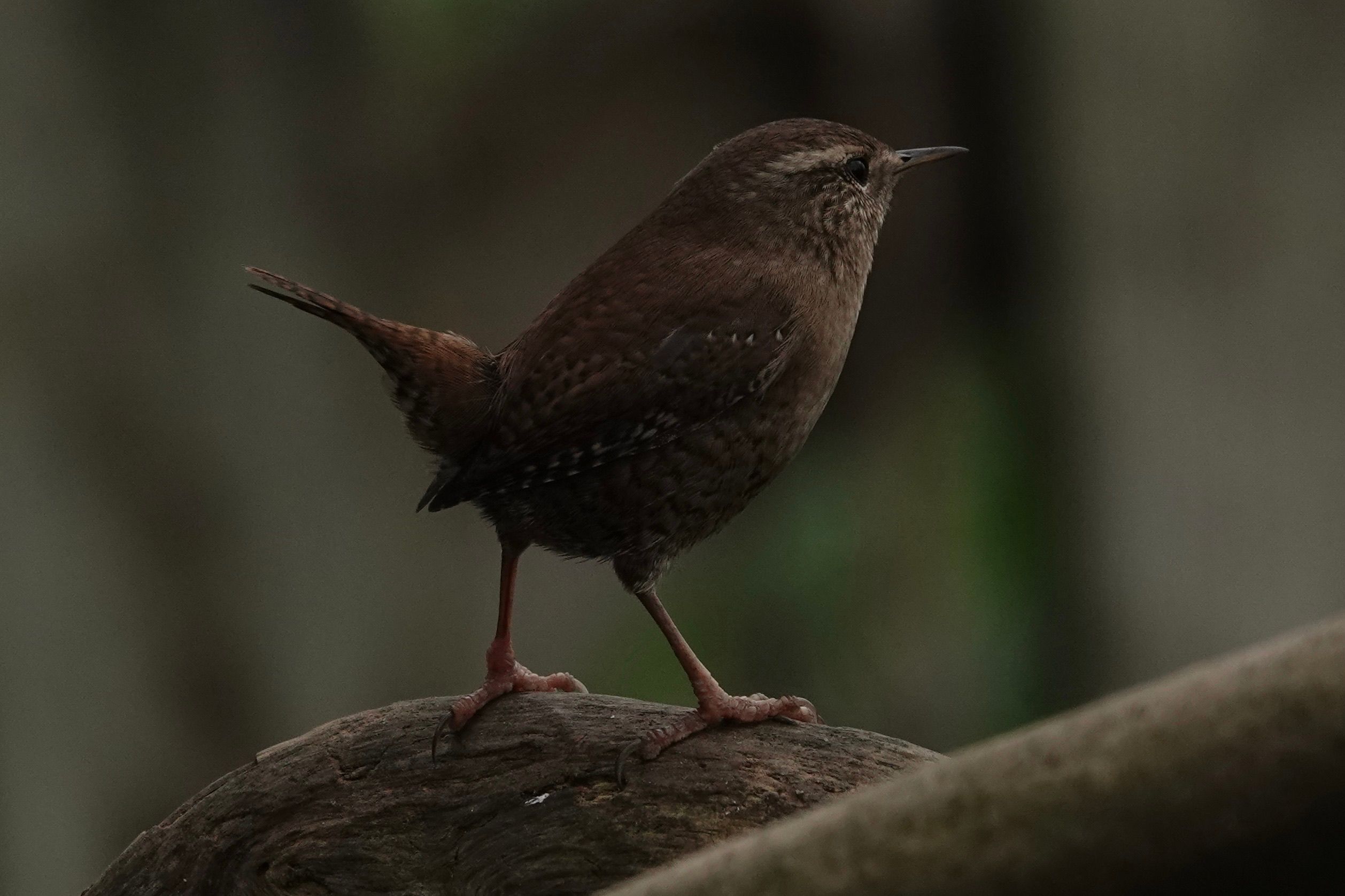 Close-up of a Eurasian Wren on a Log · Free Stock Photo
