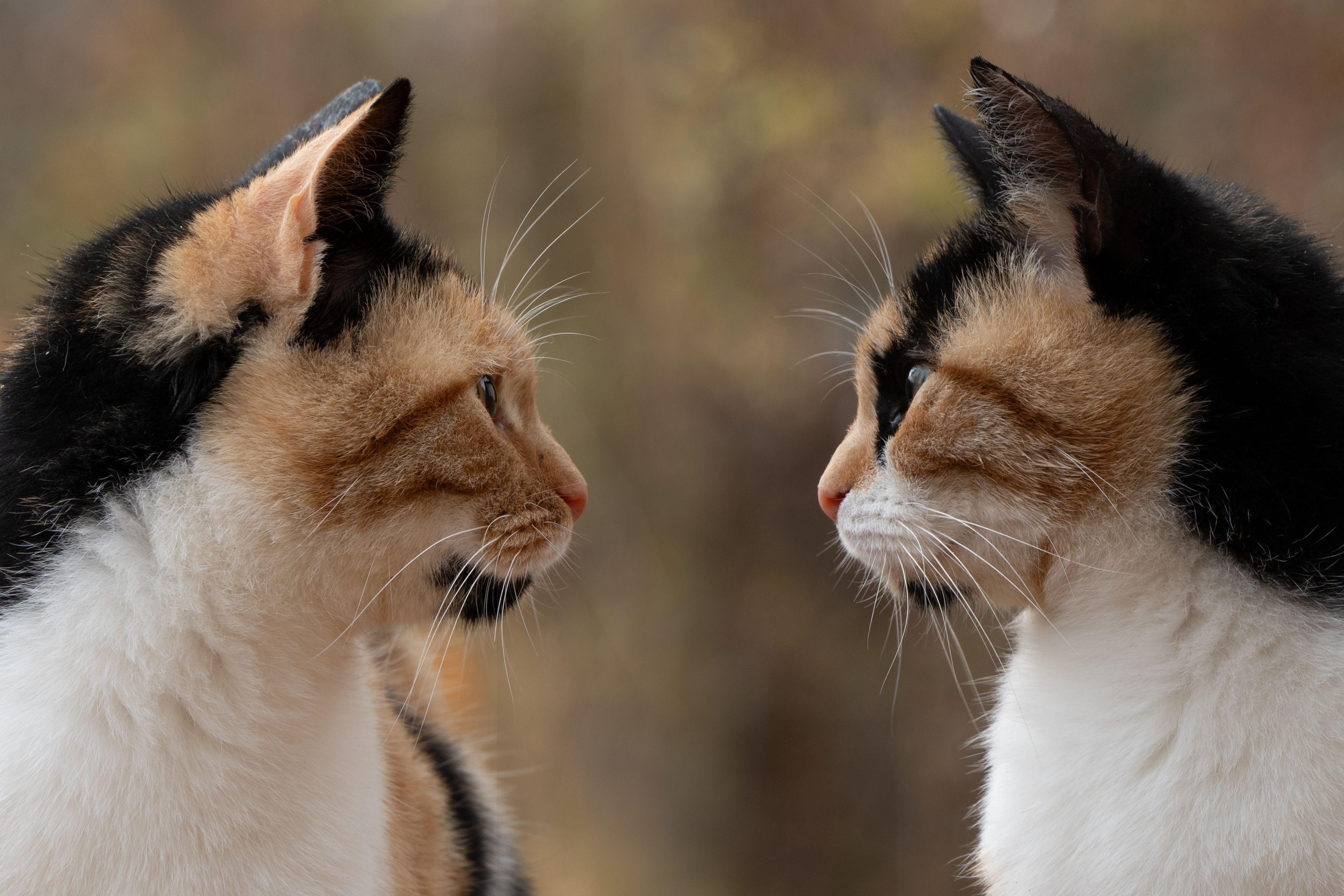 Cat Faces Images Photos, Download The BEST Free Cat Faces Images Stock ...