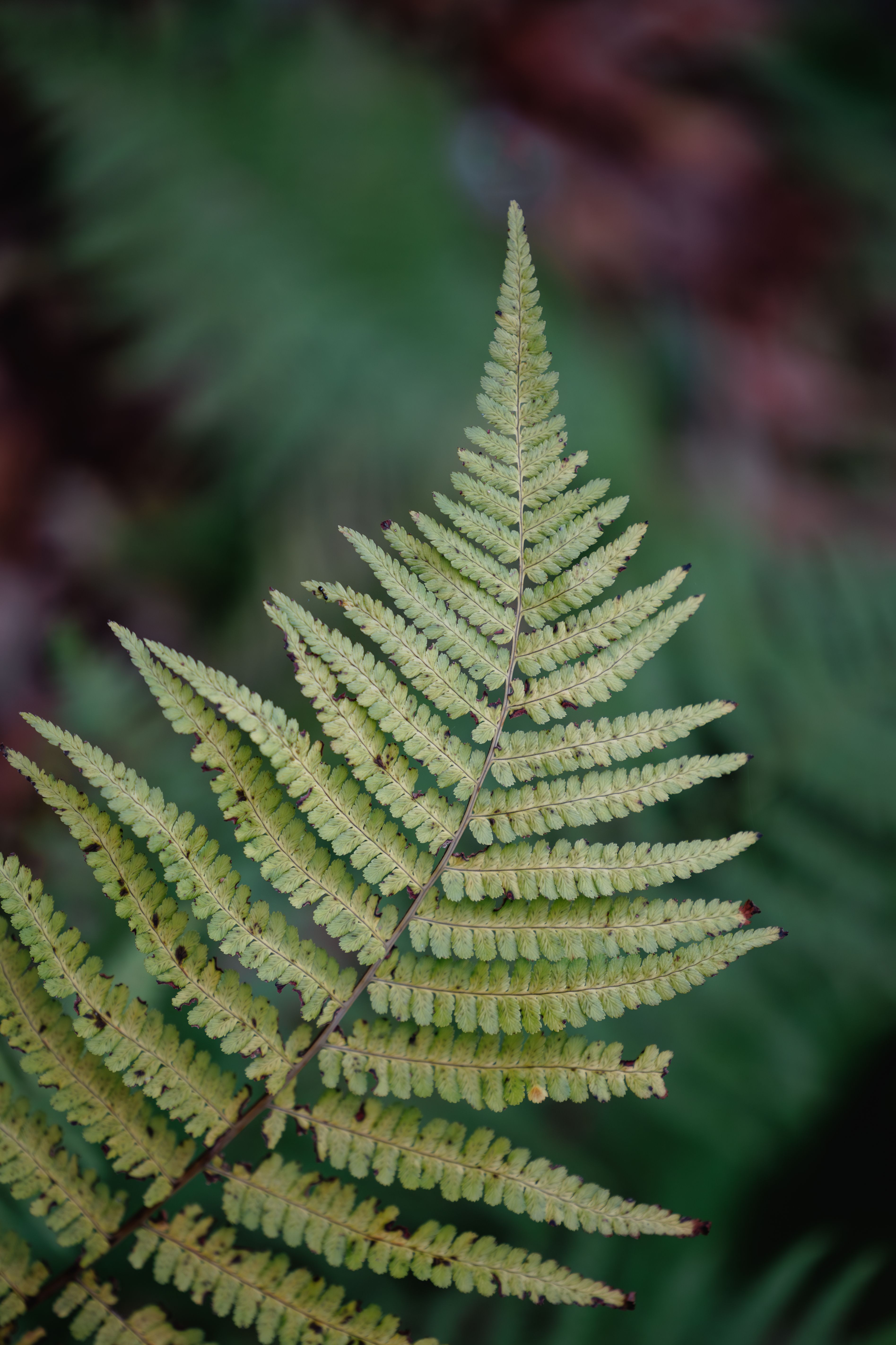 Close-up of Fern Frond in Polish Autumn Forest · Free Stock Photo