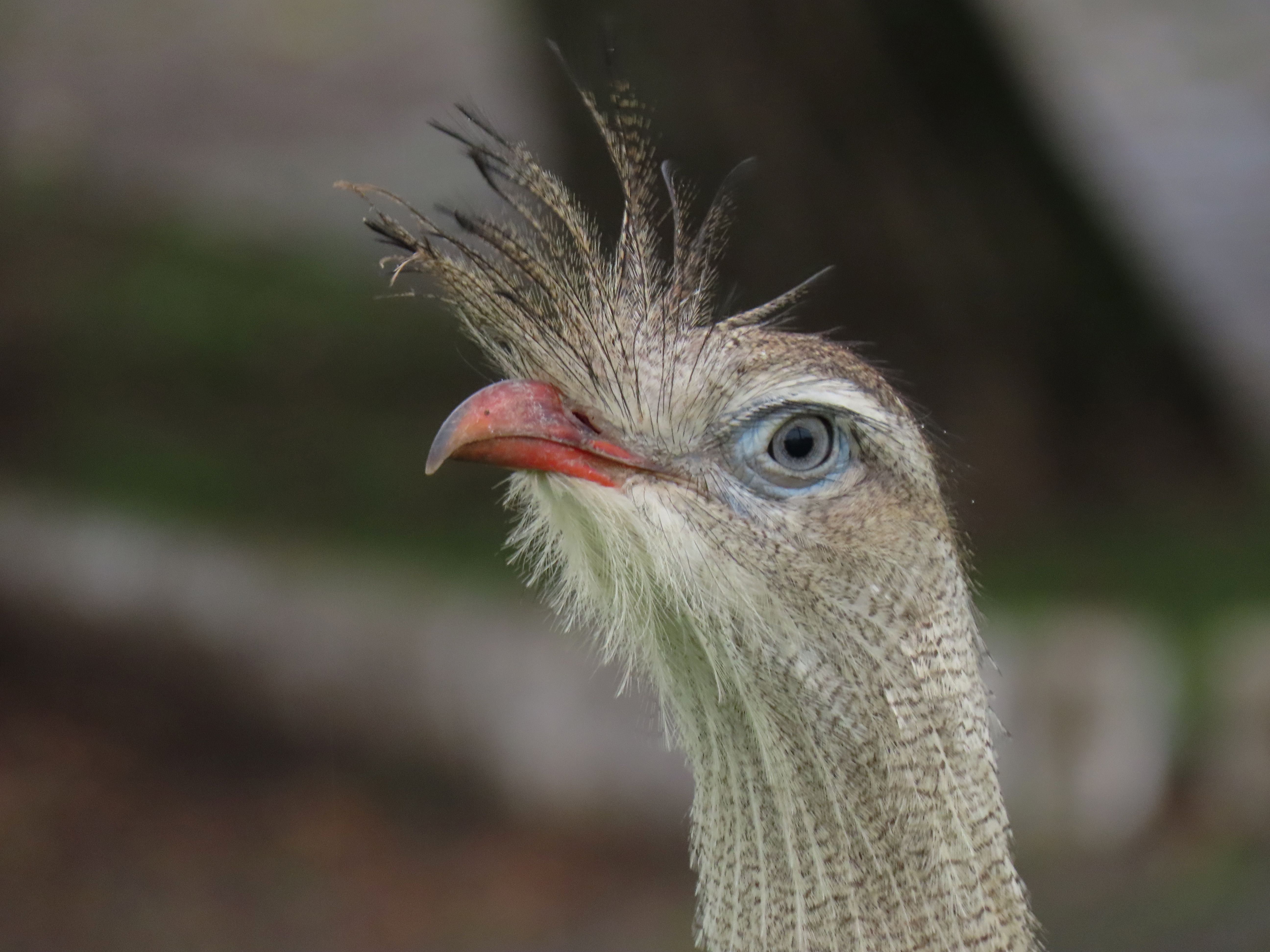 Close-up Portrait of a Red-legged Seriema · Free Stock Photo