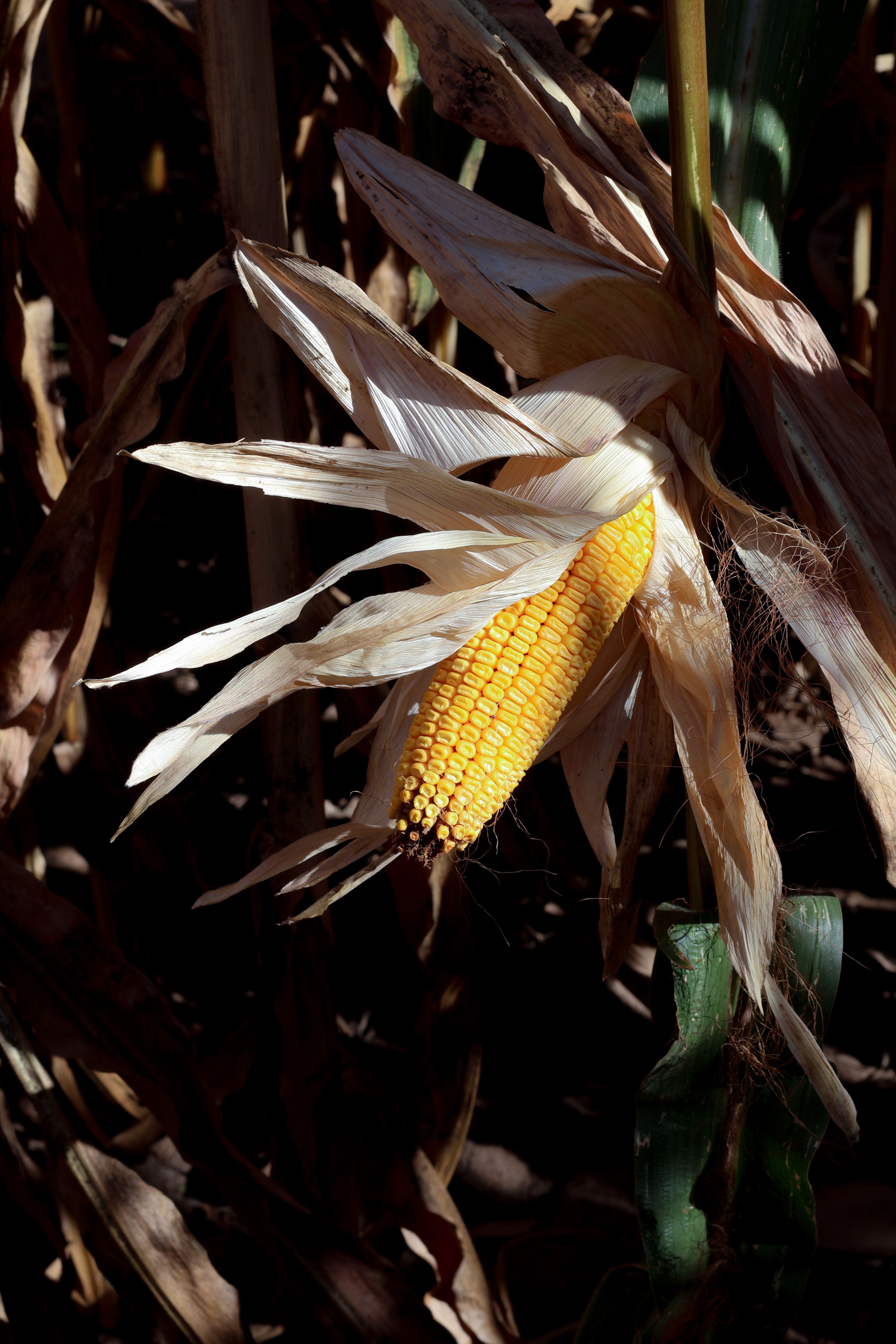 Close-up of Ripe Corn on the Cob in Field · Free Stock Photo