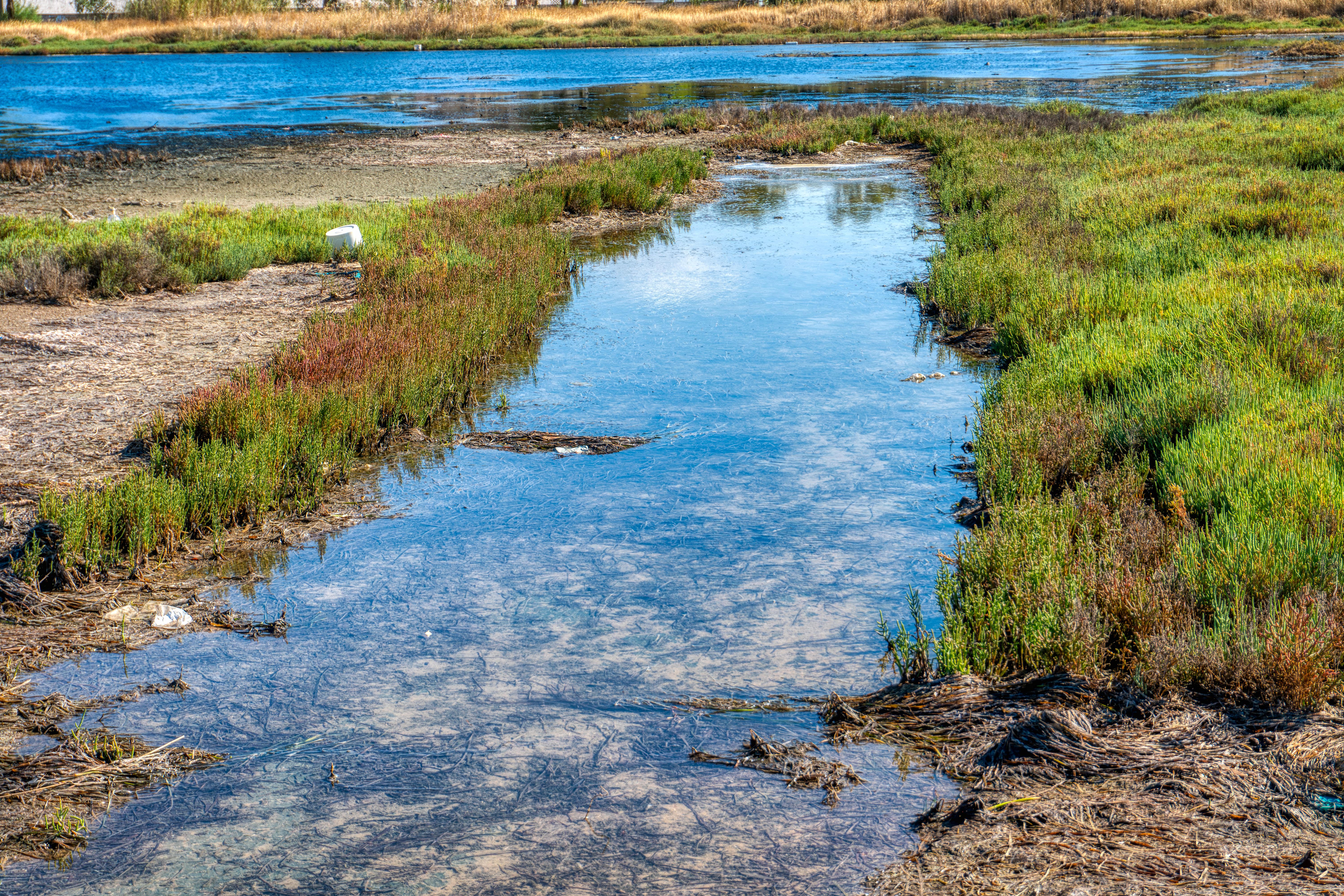 Reeds Field Photos, Download The BEST Free Reeds Field Stock Photos ...