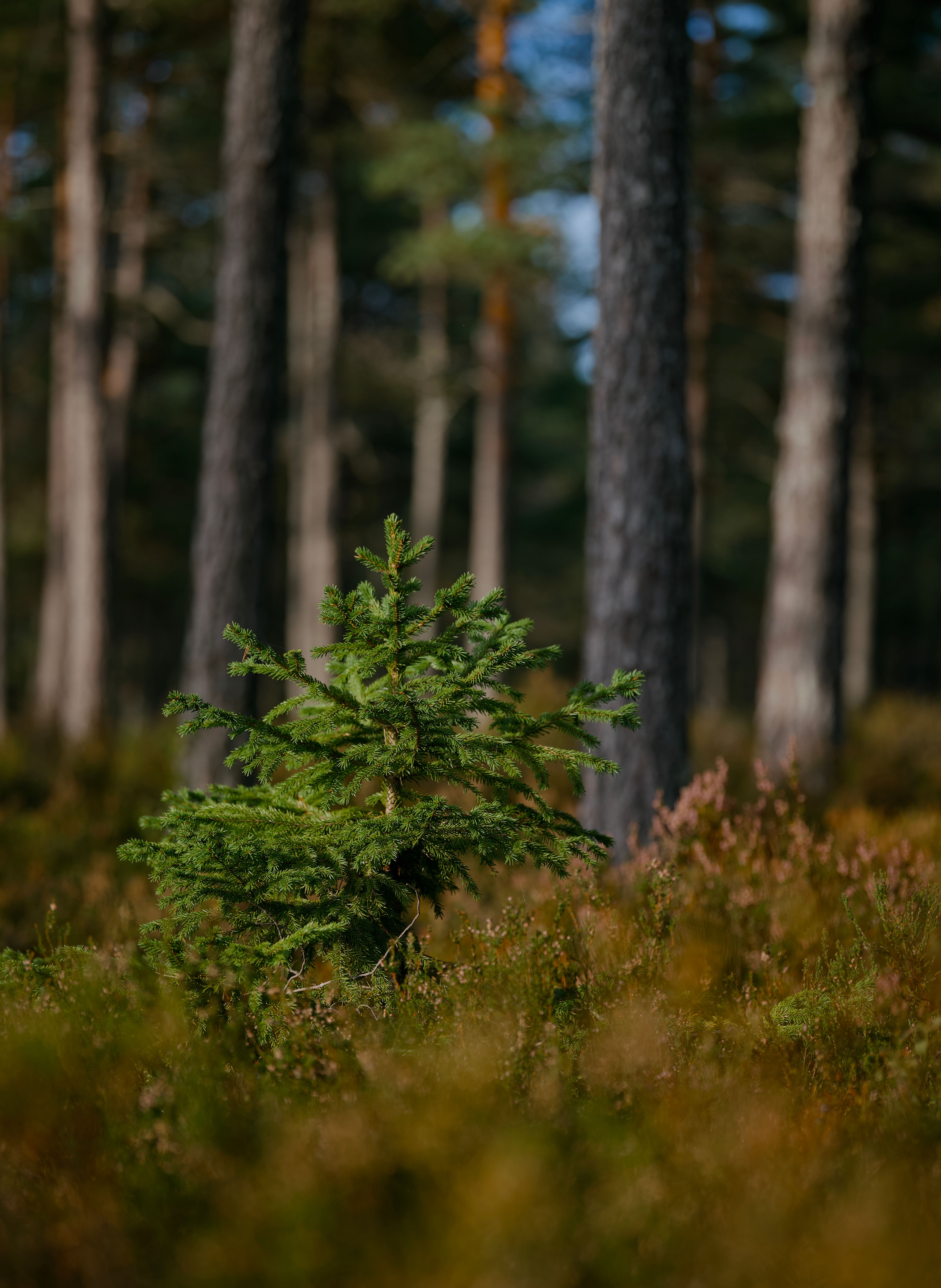 Young Spruce Tree in a Serene Forest Landscape · Free Stock Photo
