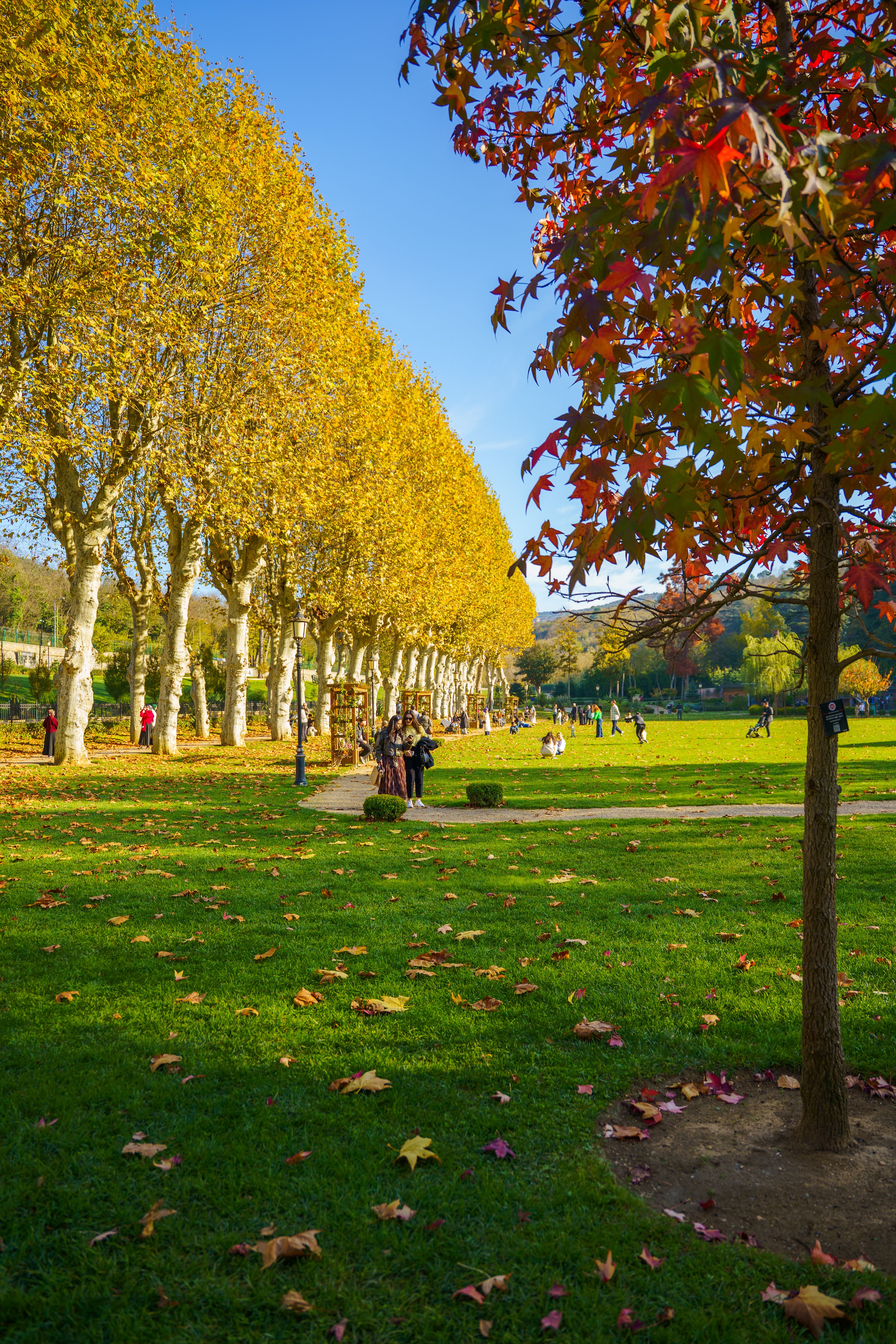 Idyllic Fall Day in a Sunny Park · Free Stock Photo