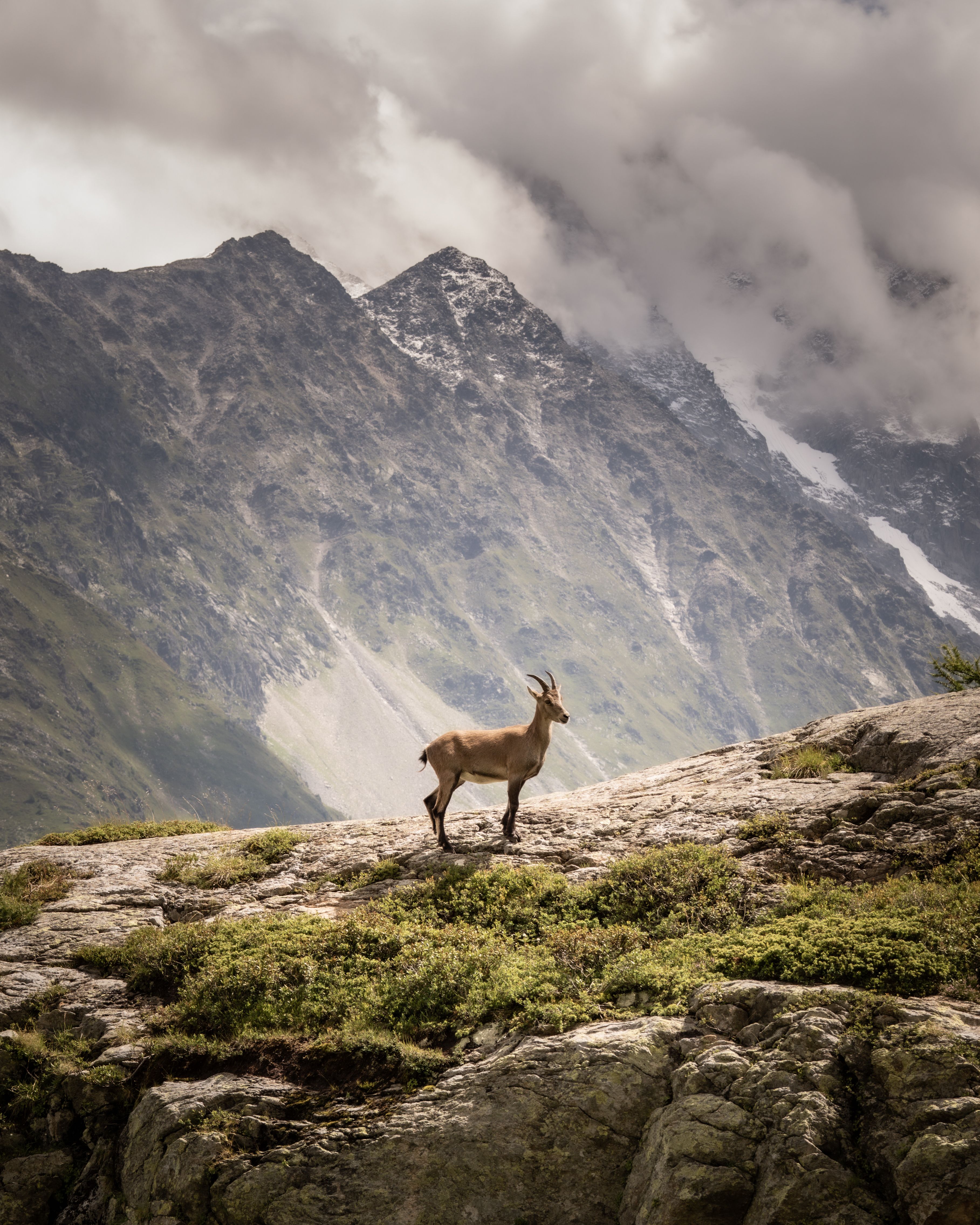 Wild Alpine Ibex in the Majestic French Alps · Free Stock Photo