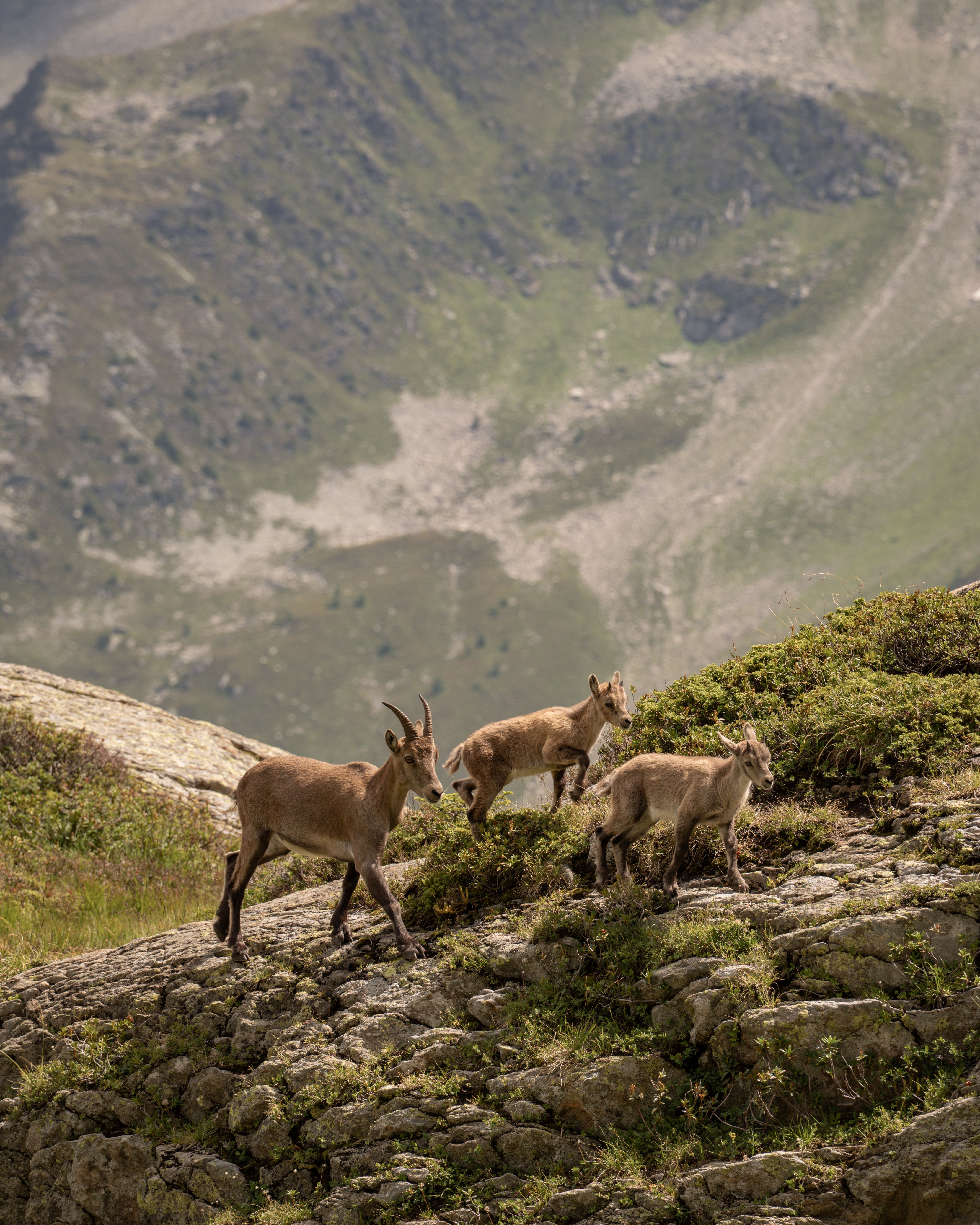 Alpine Ibex Family in Chamonix Alps · Free Stock Photo
