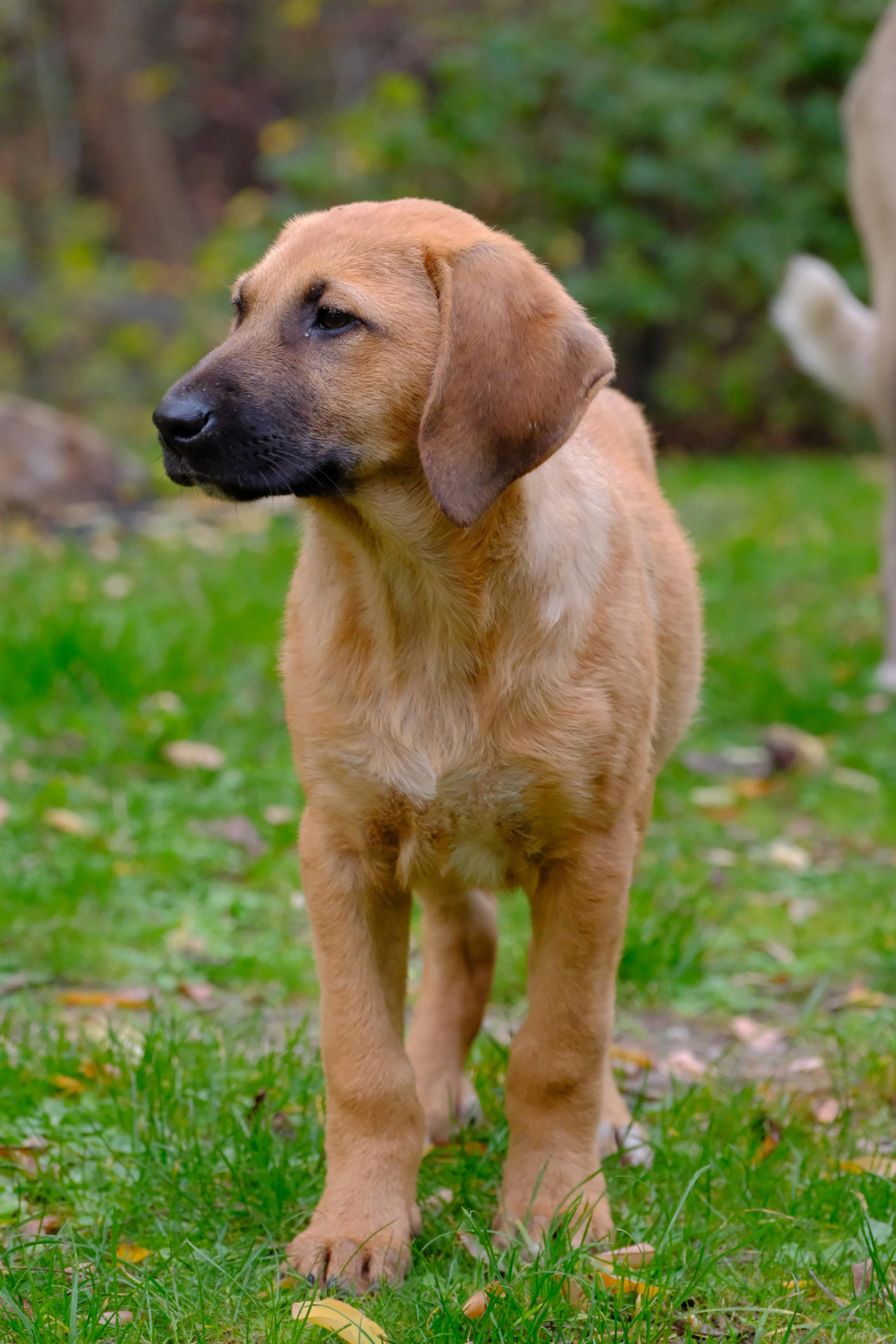 265.992+ Fotos y Imágenes de Cachorro+de+fogata+dress+to+impresss ...